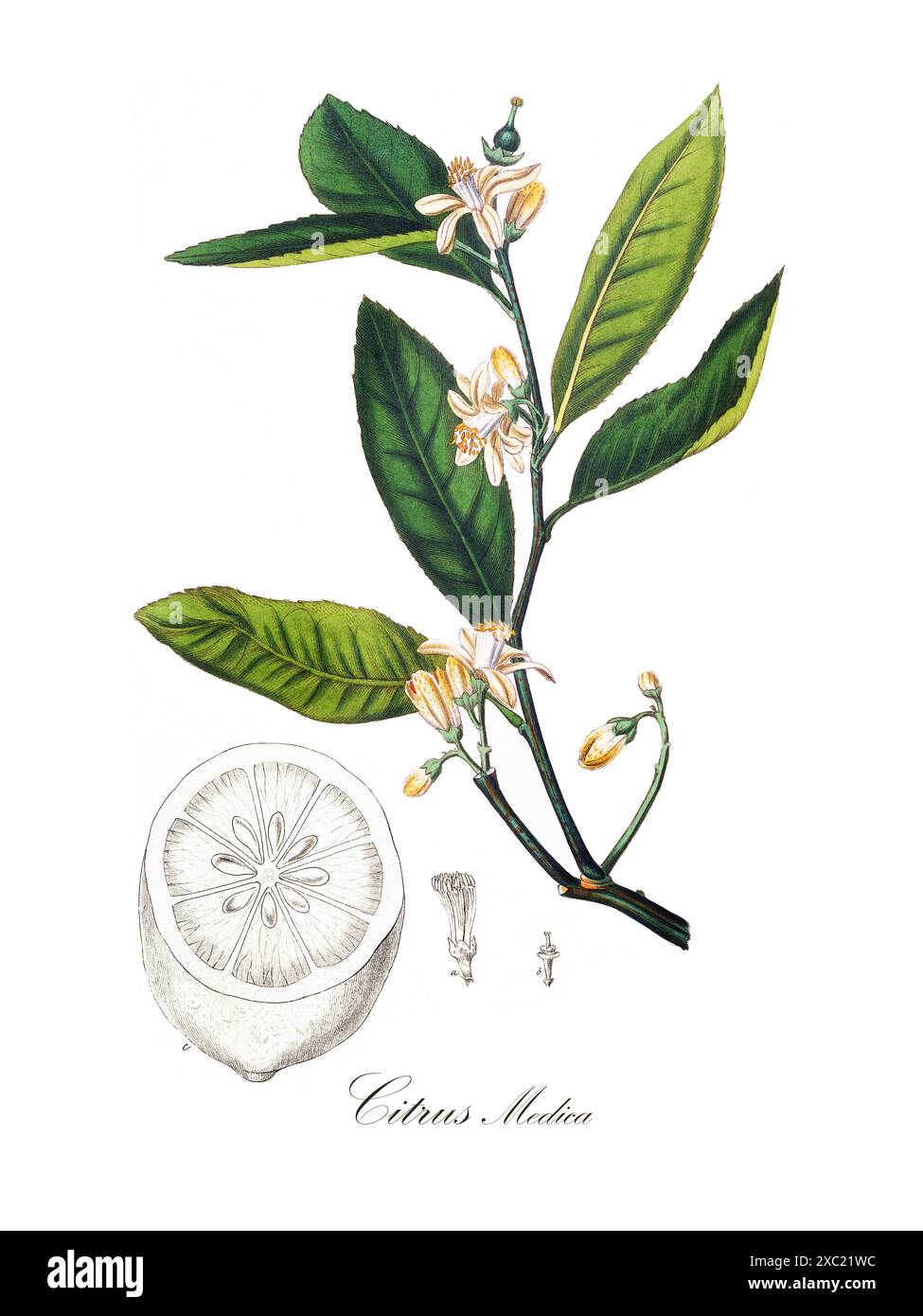Colorful vintage botanical illustration of Citrus Medica (Citron) from ...