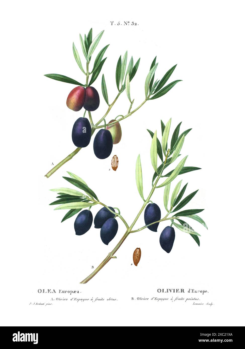 Colorful vintage botanical illustration of Olea Europaea (European ...