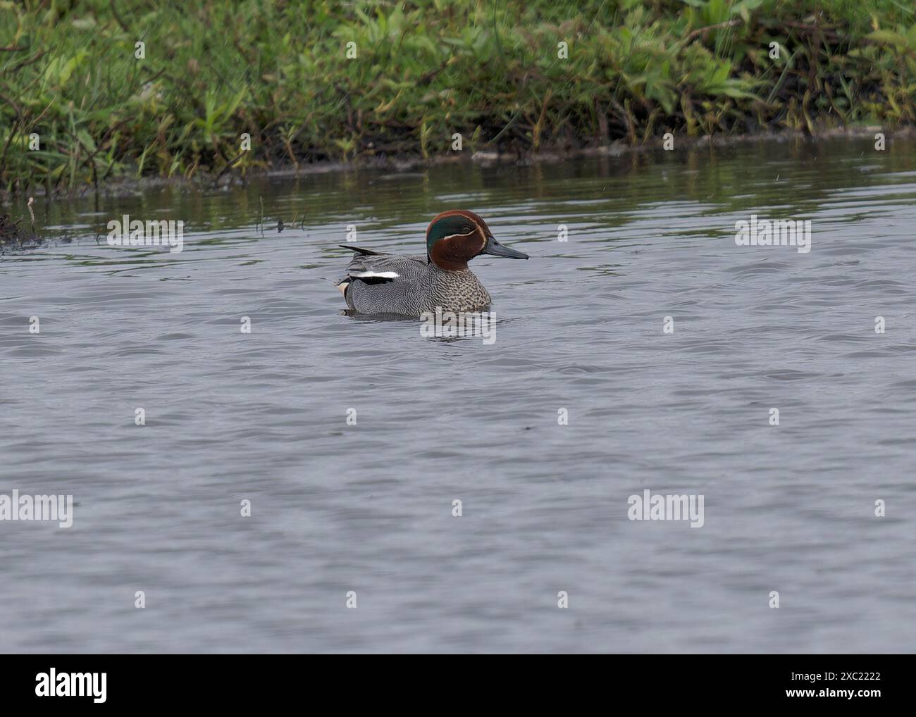 Teal (Anas crecca), male, Loch Stiapabhat RSPB Reserve, Lionel, Isle of ...