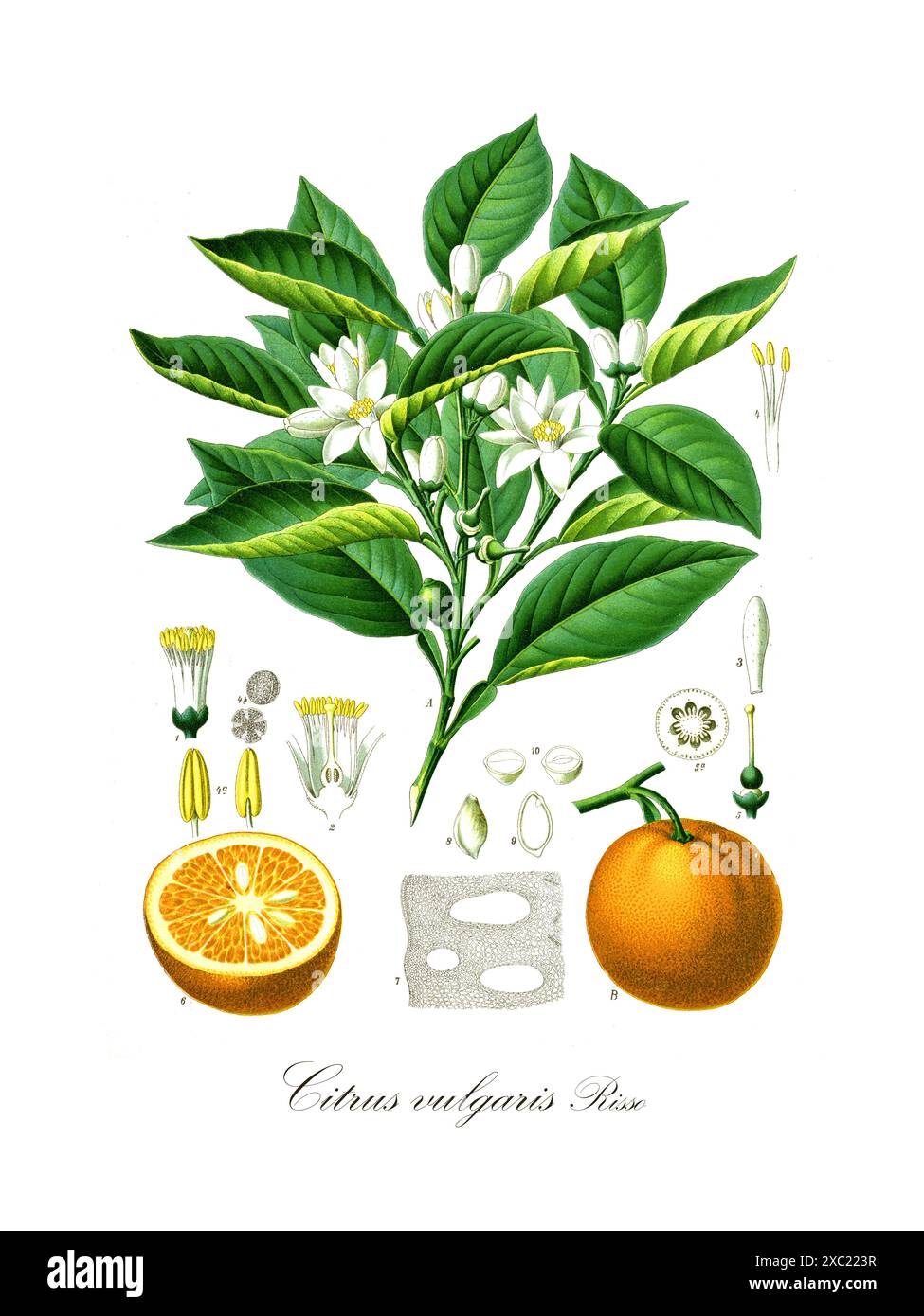 Colorful vintage botanical illustration of Citrus vulgaris Risso from ...