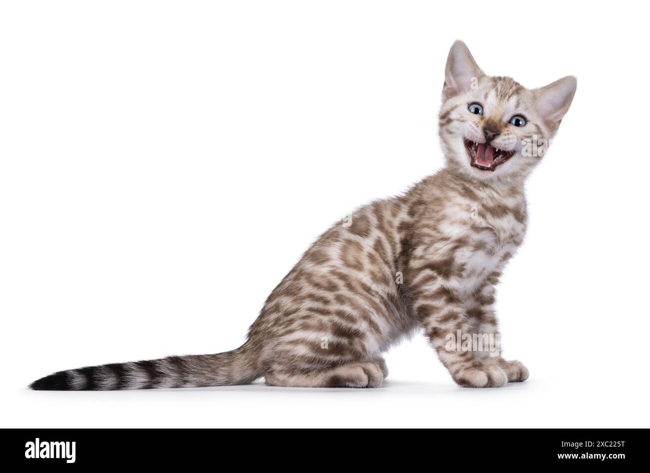 Funny Bengal kitten, sitting up side ways. Laughing with mouth wide ...