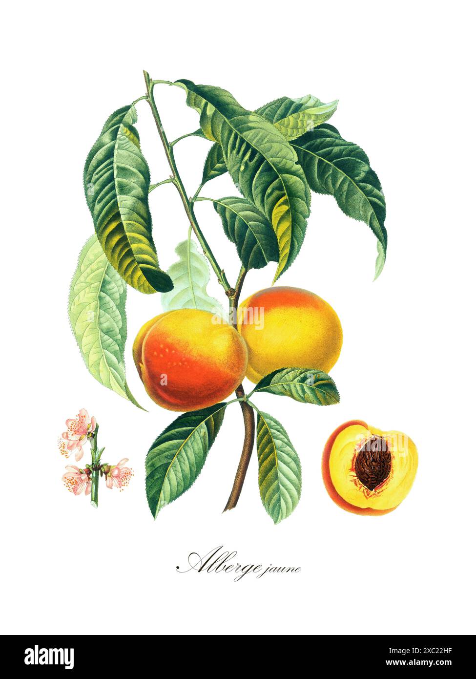 Colorful vintage botanical illustration of Alberge jaune (peach tree ...