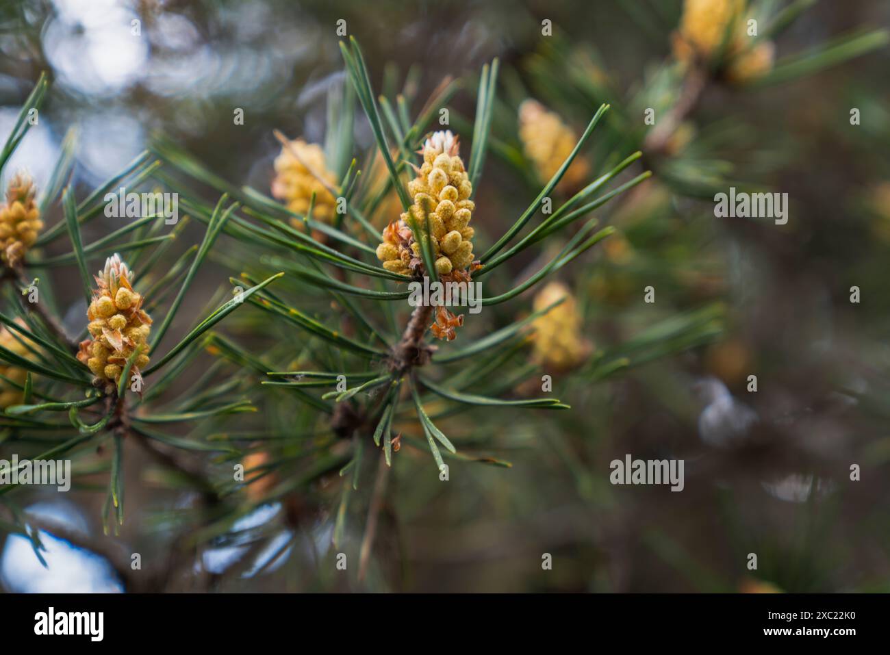 Male cone hi-res stock photography and images - Alamy