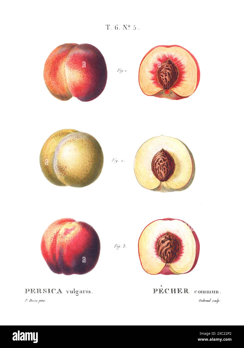 Vintage botany chart hi-res stock photography and images - Alamy