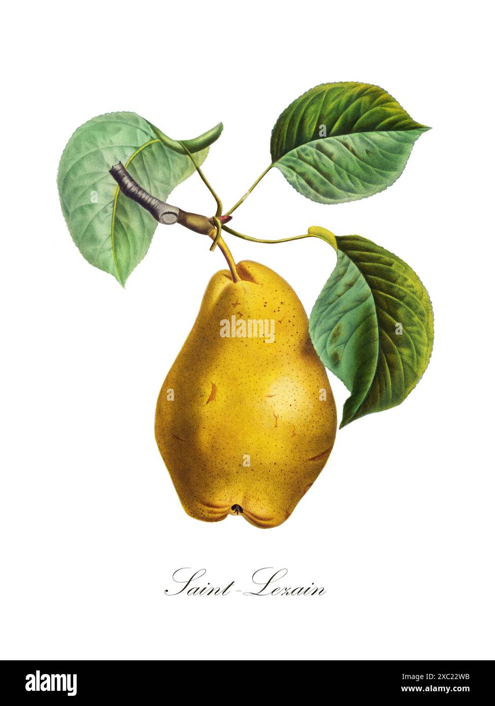 Colorful vintage botanical illustration of Saint-Lezain pear tree from ...
