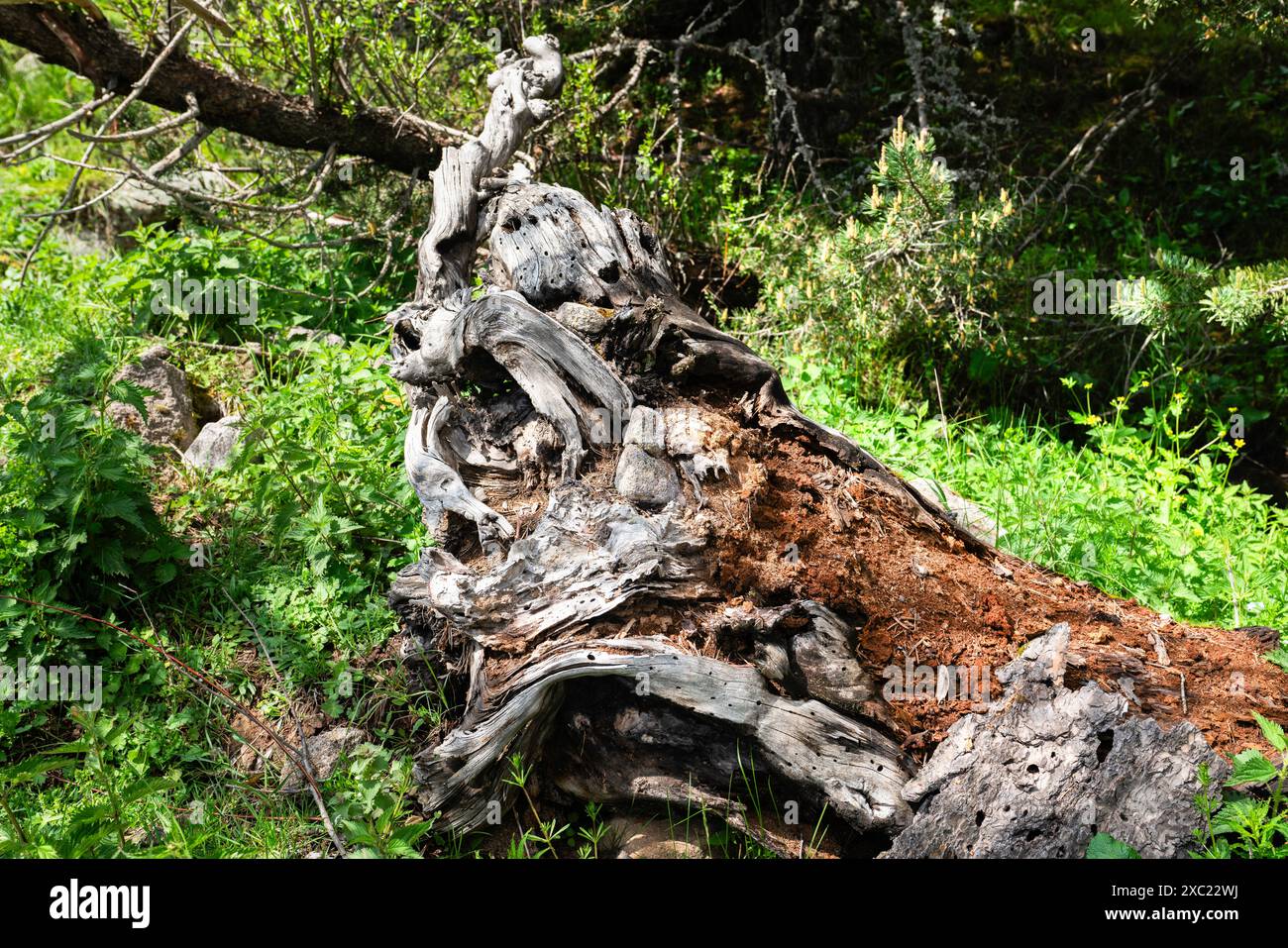 Broken forest rainforest tree trunk hi-res stock photography and images ...
