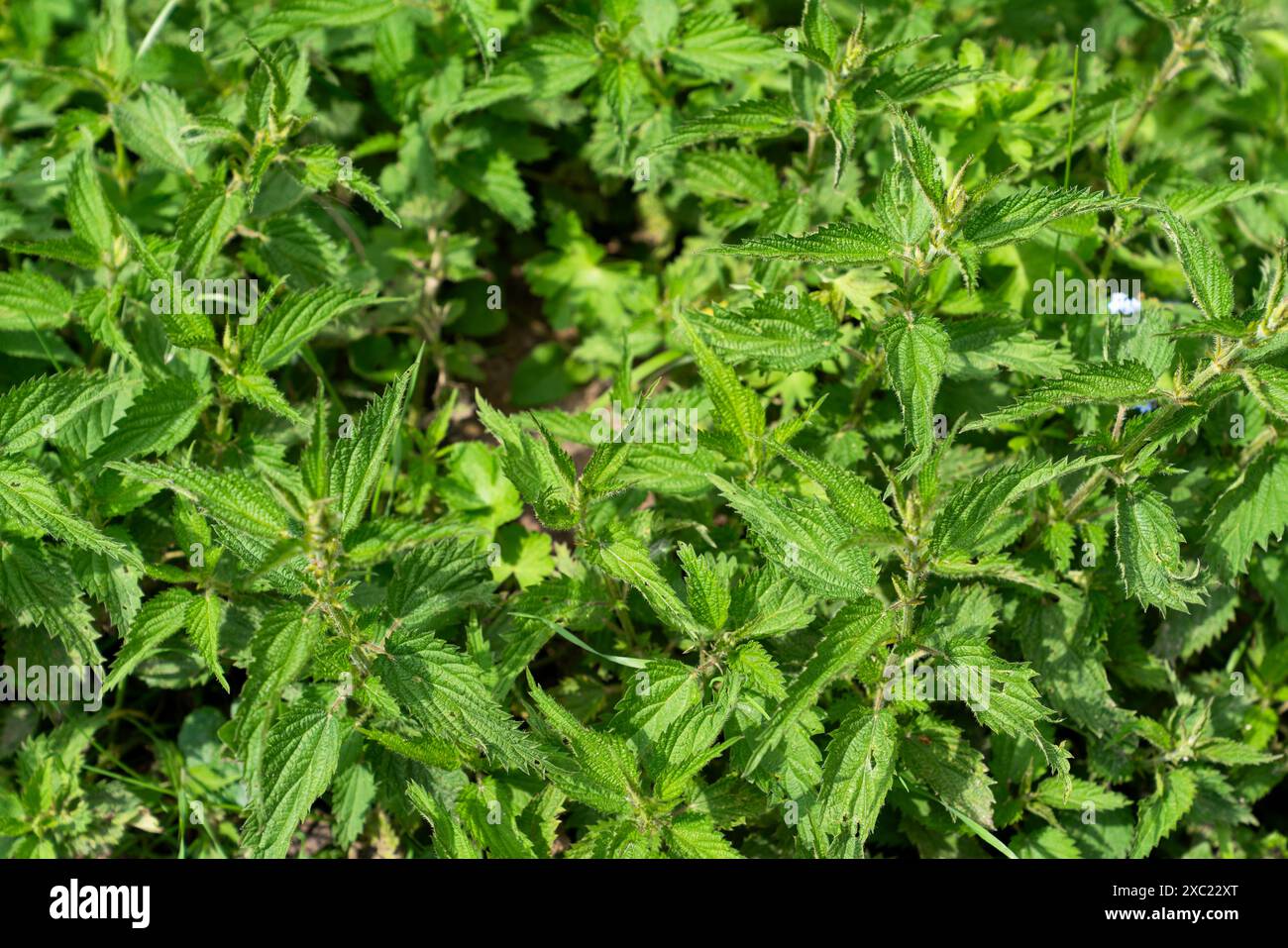 Urtica is a genus of flowering plants in the family Urticaceae. Many ...