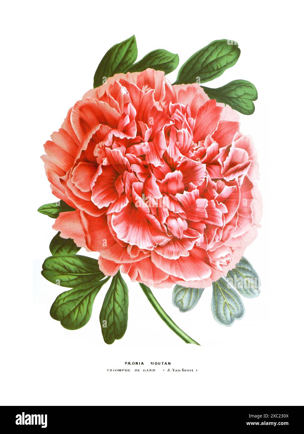Peony wall art Cut Out Stock Images & Pictures - Alamy
