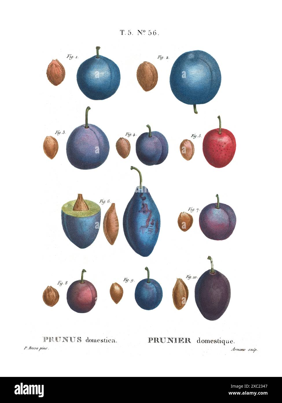 Fruits drawing hi-res stock photography and images - Alamy