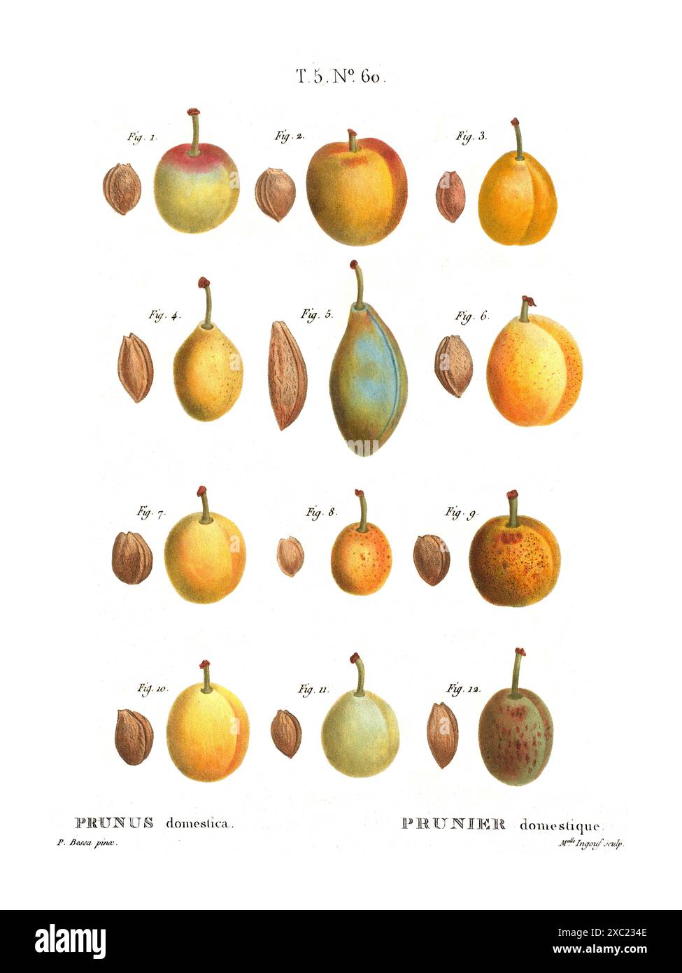 Colorful vintage botanical chart illustration of Prunus domestica ...