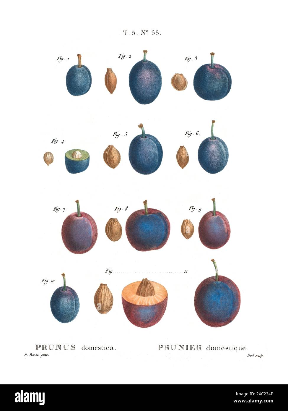 Colorful vintage botanical chart illustration of Prunus domestica ...