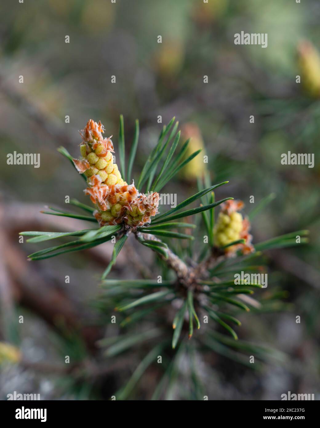 Closeup on pine branch with male cone Stock Photo - Alamy