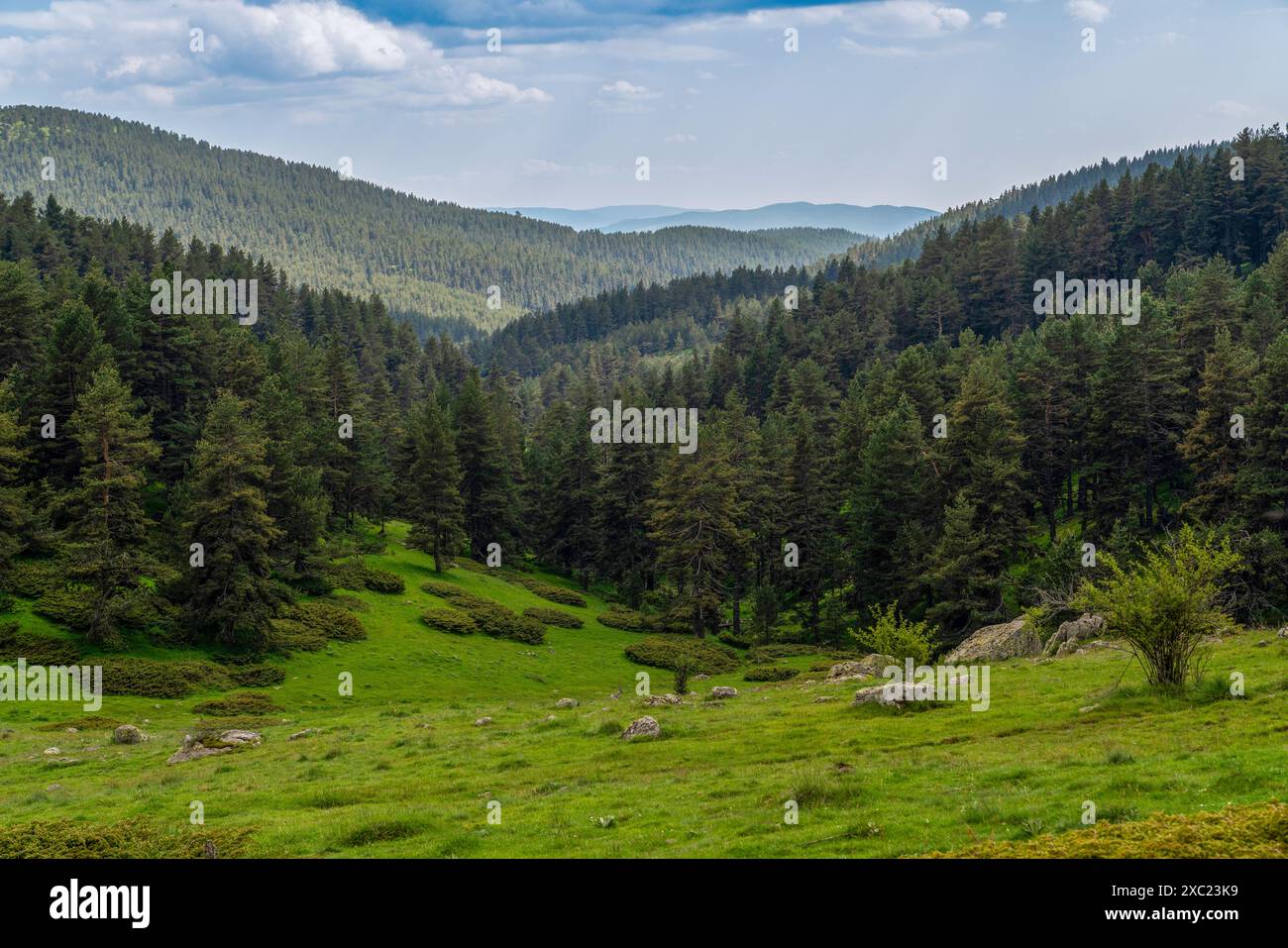 Hilly area with circular shaped juniperus trees. Kizilcahamam, Ankara ...