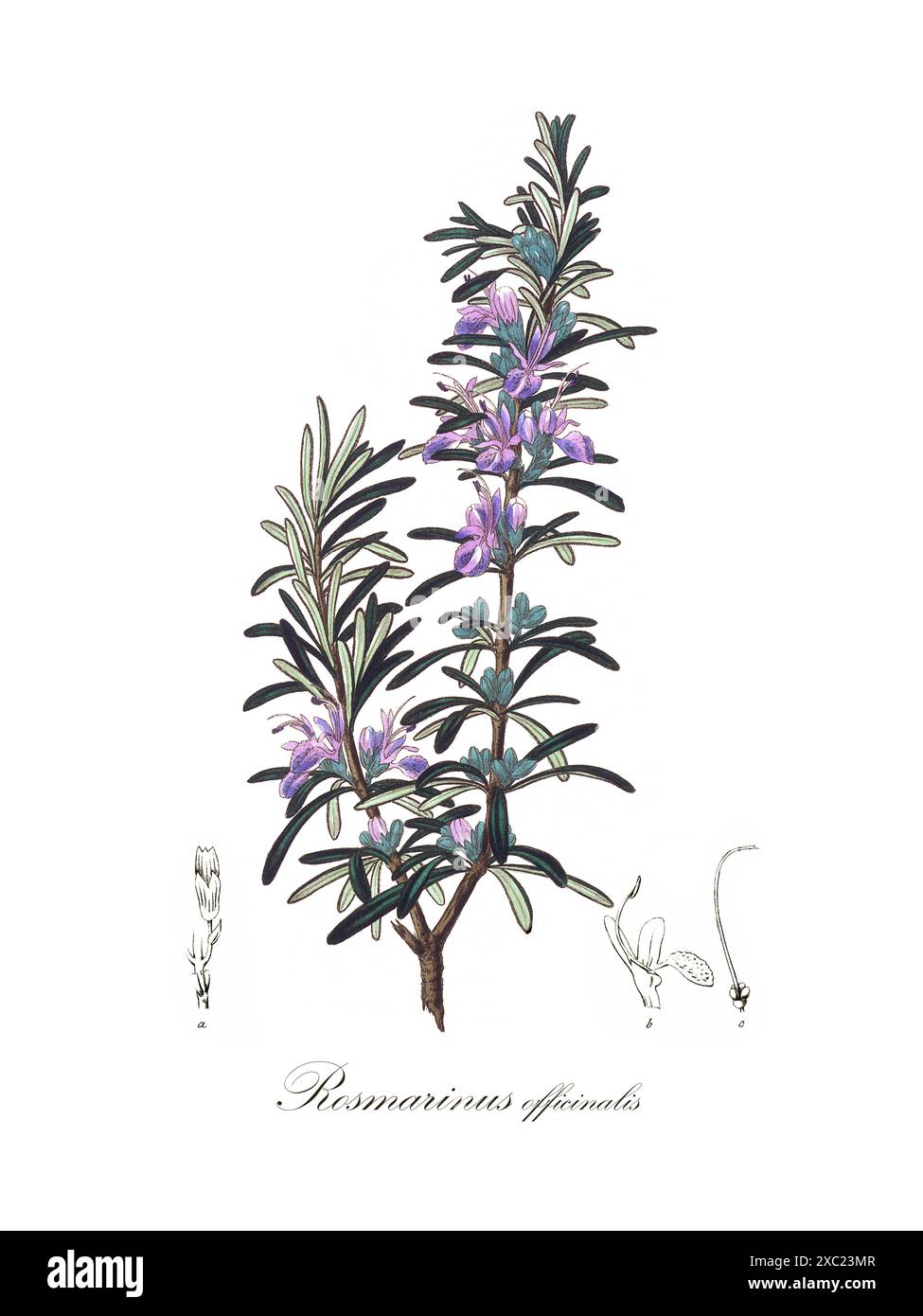 Colorful vintage botanical illustration of Rosmarinus officinalis ...