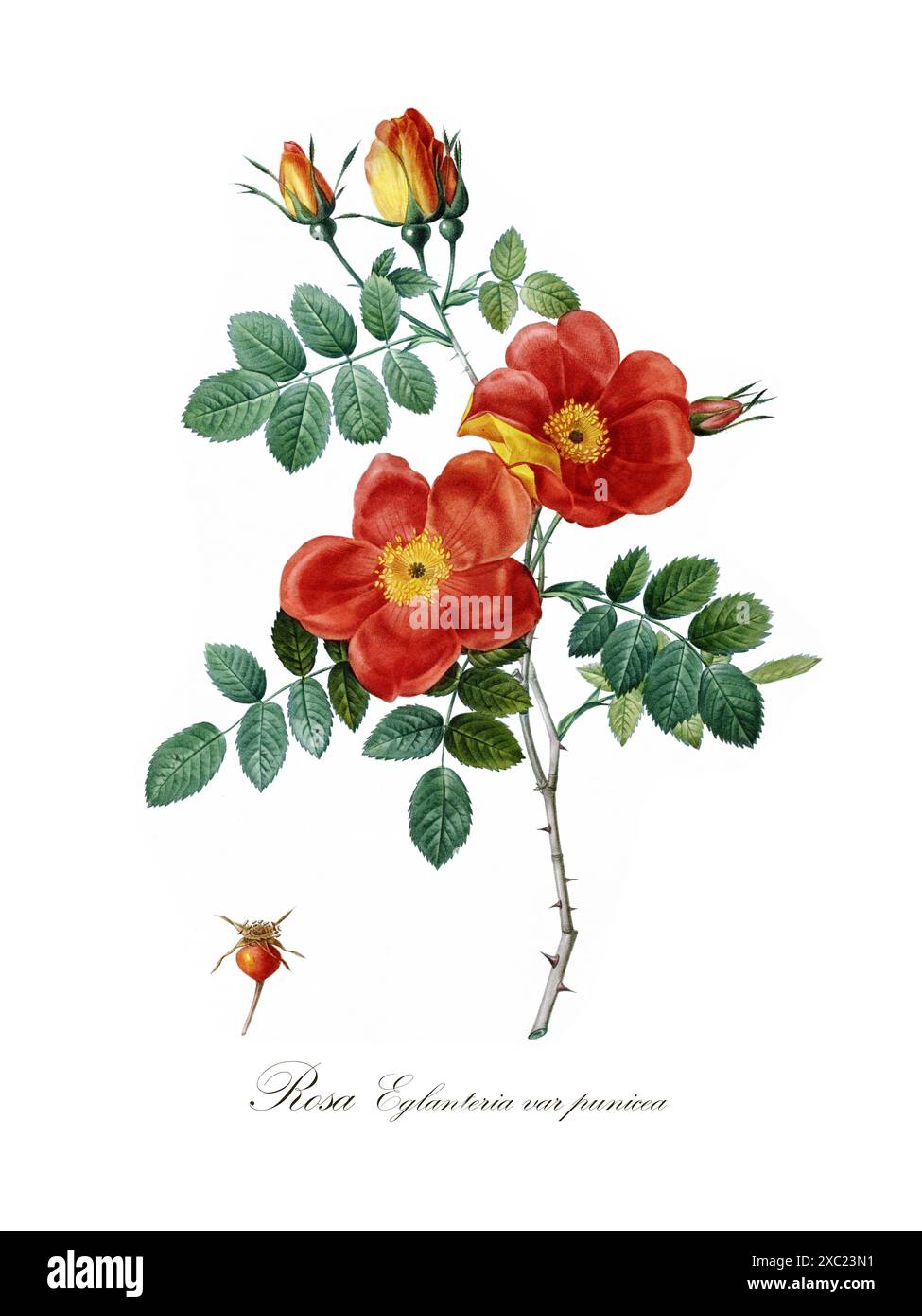 Redoute flowers Cut Out Stock Images & Pictures - Alamy