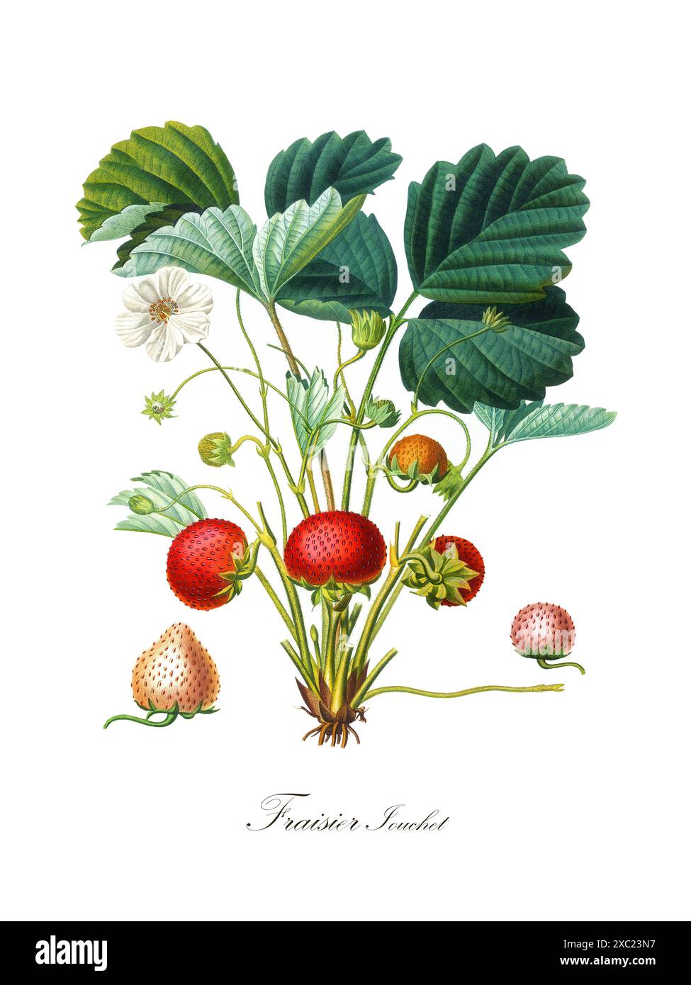 Colorful vintage botanical illustration of Fraisier Iouchet (Fragaria × ...
