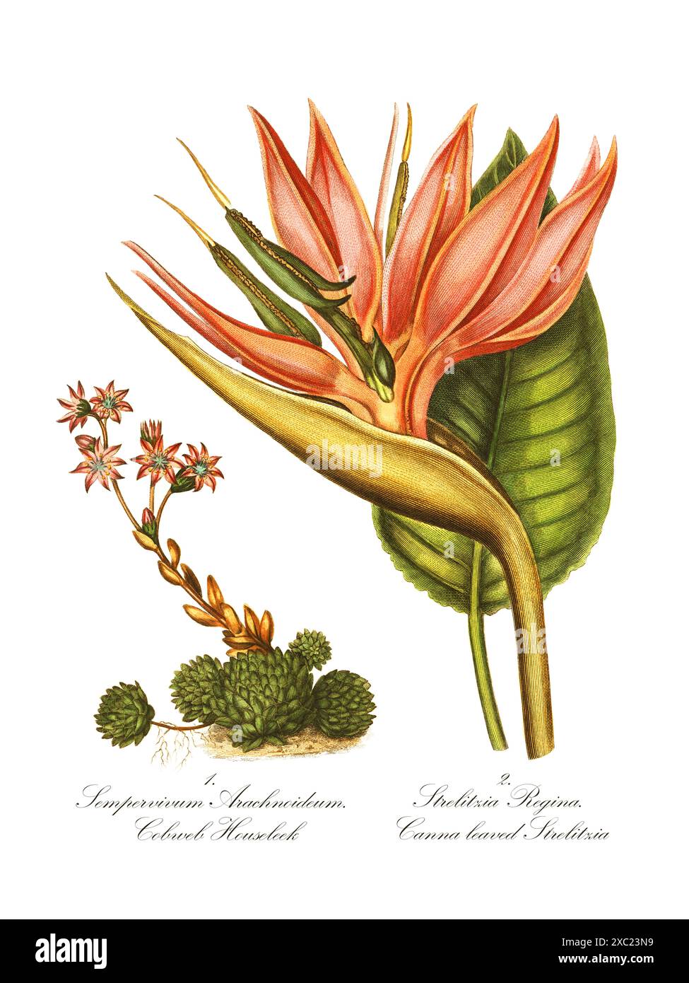 Colorful vintage botanical collage illustration of Strelitzia Regina ...