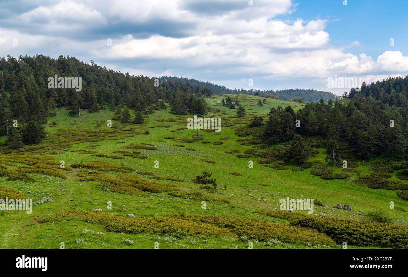 Hilly area with circular shaped juniperus trees. Kizilcahamam, Ankara ...