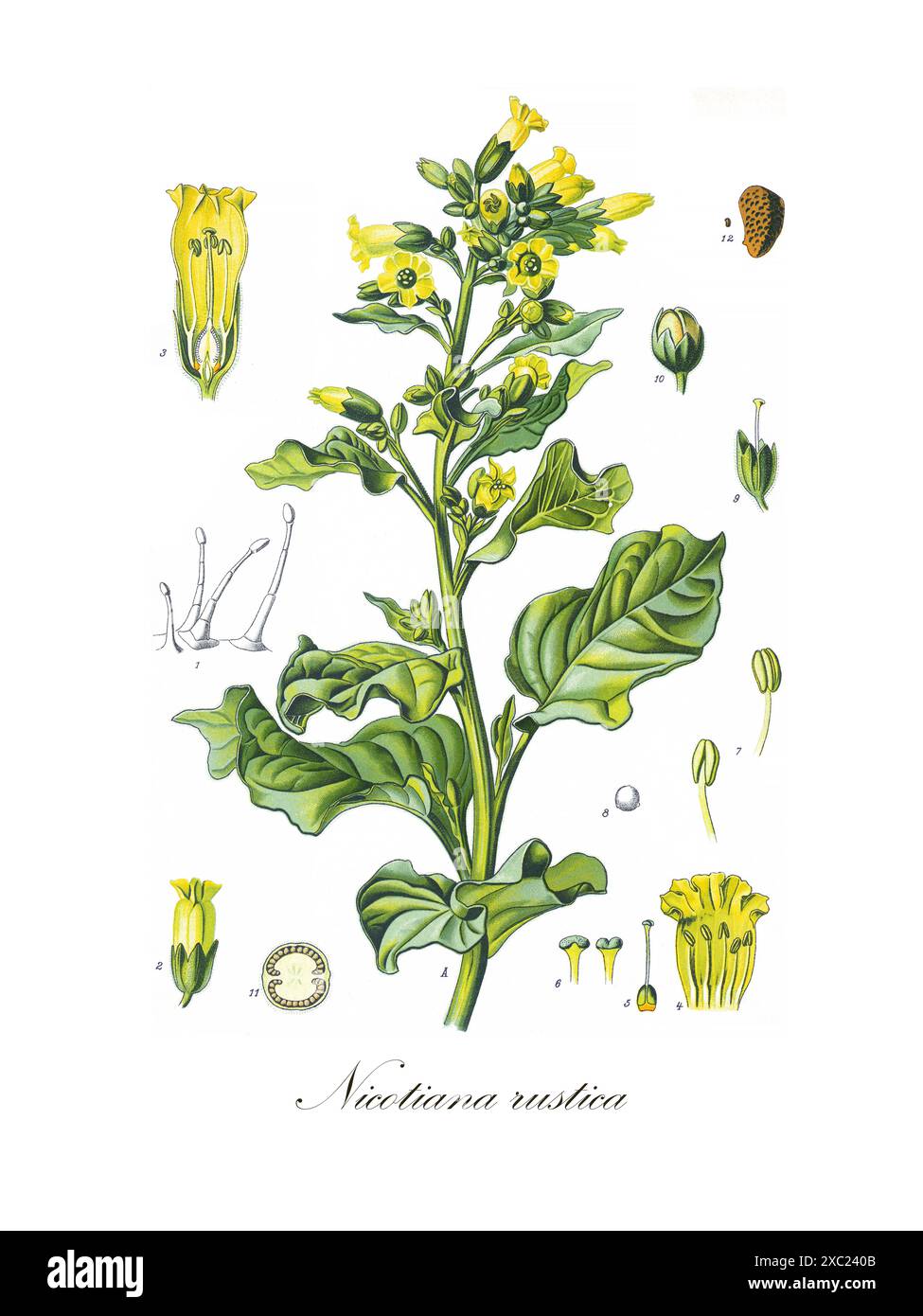 Colorful vintage botanical illustration of Nicotiana rustica (Aztec ...