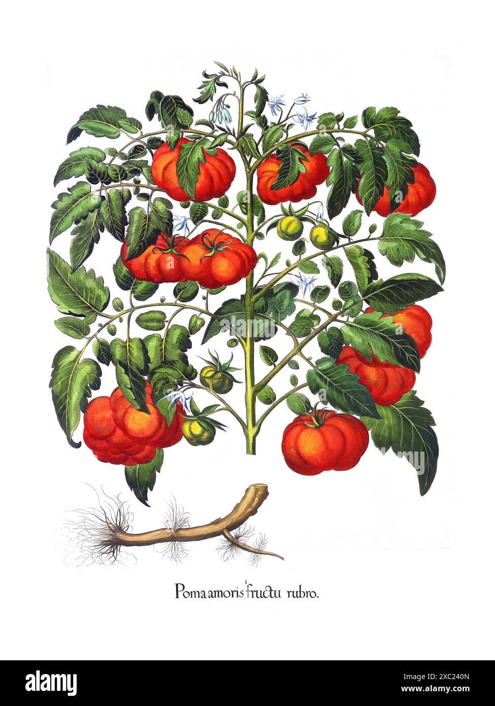 Tomato Botanical Illustration Botanical Illustrations On Pinterest