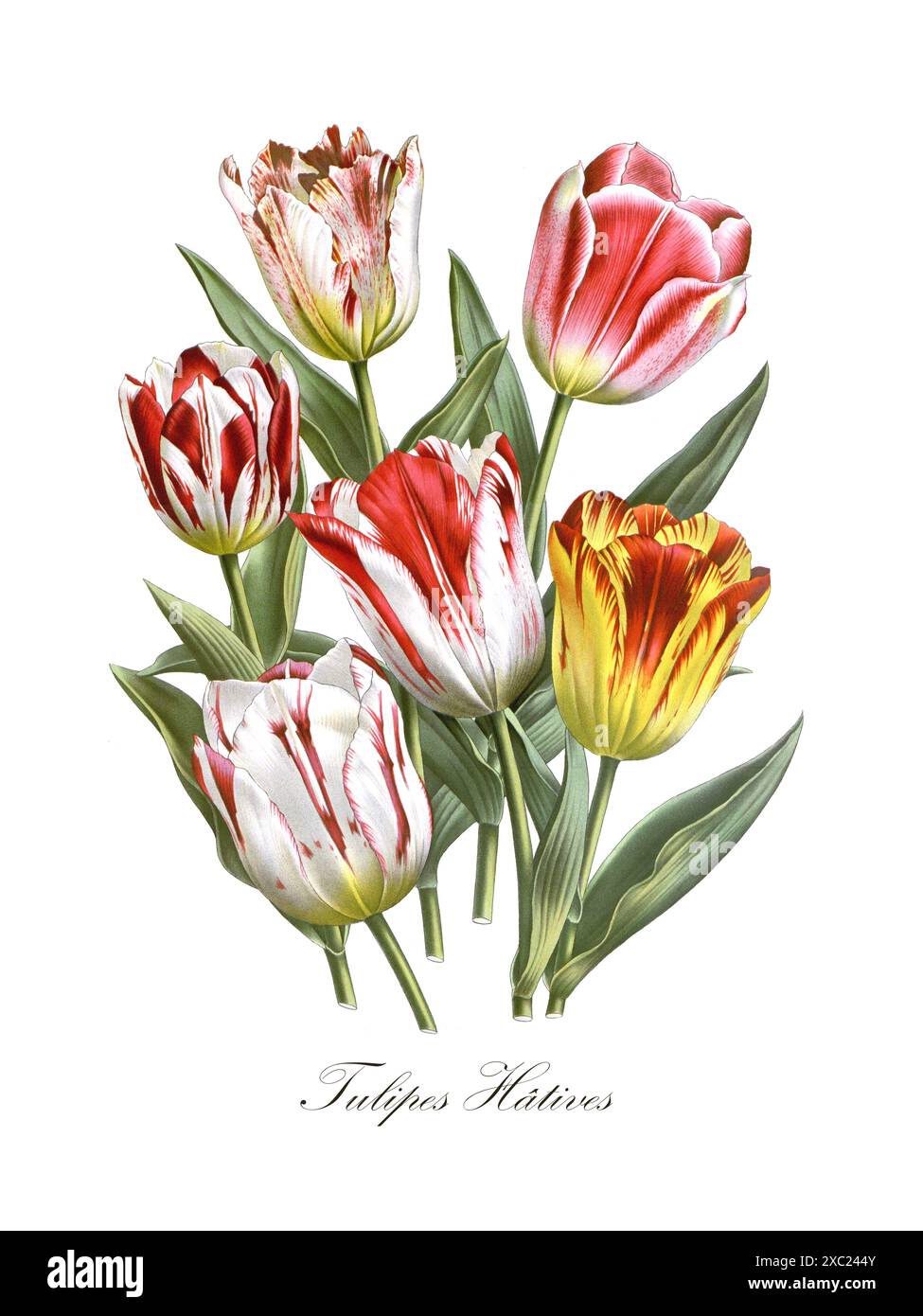 Colorful vintage botanical illustration of various tulips Stock Photo ...