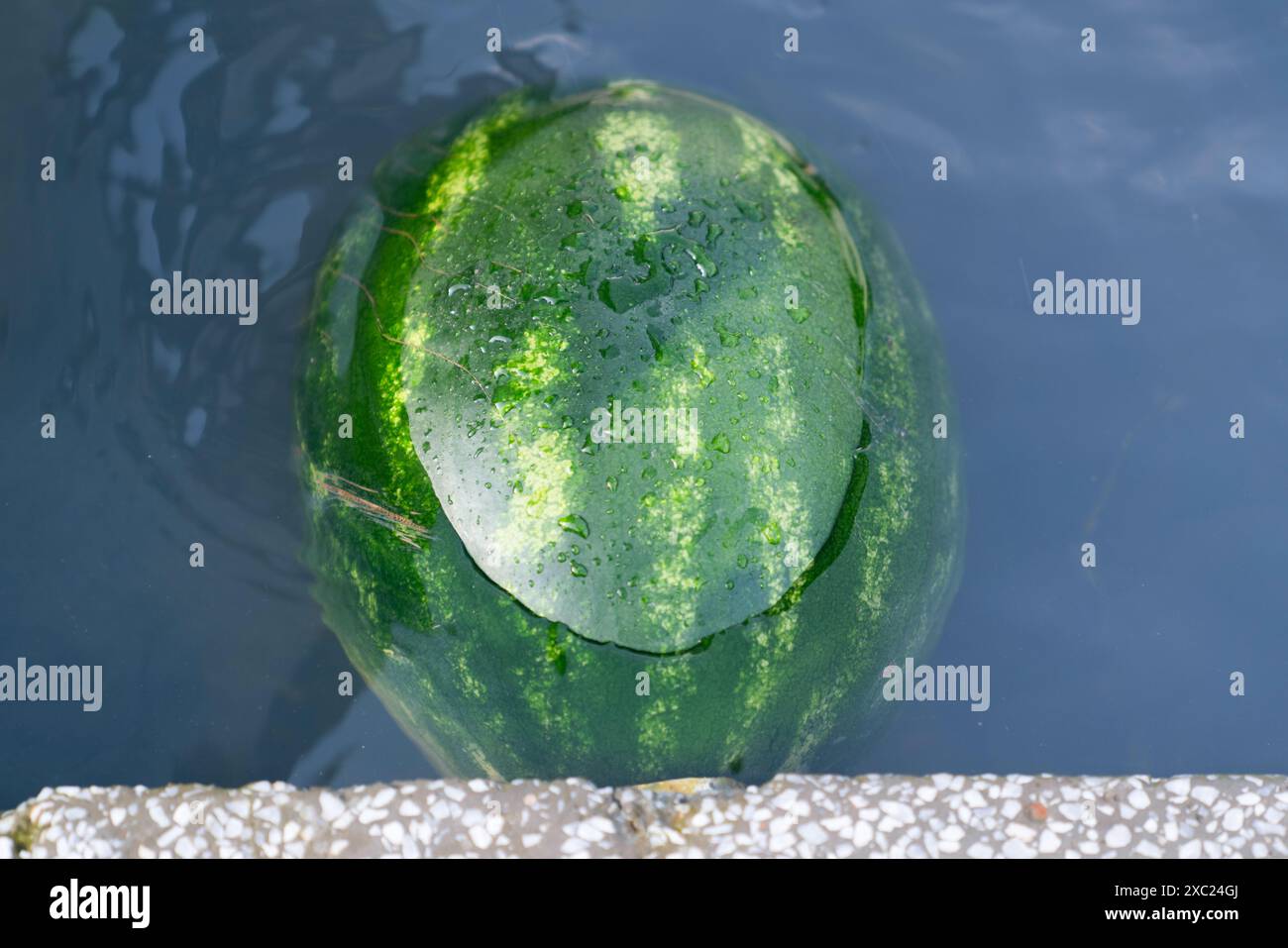 Watermelon left in cold water becomes cold Stock Photo - Alamy