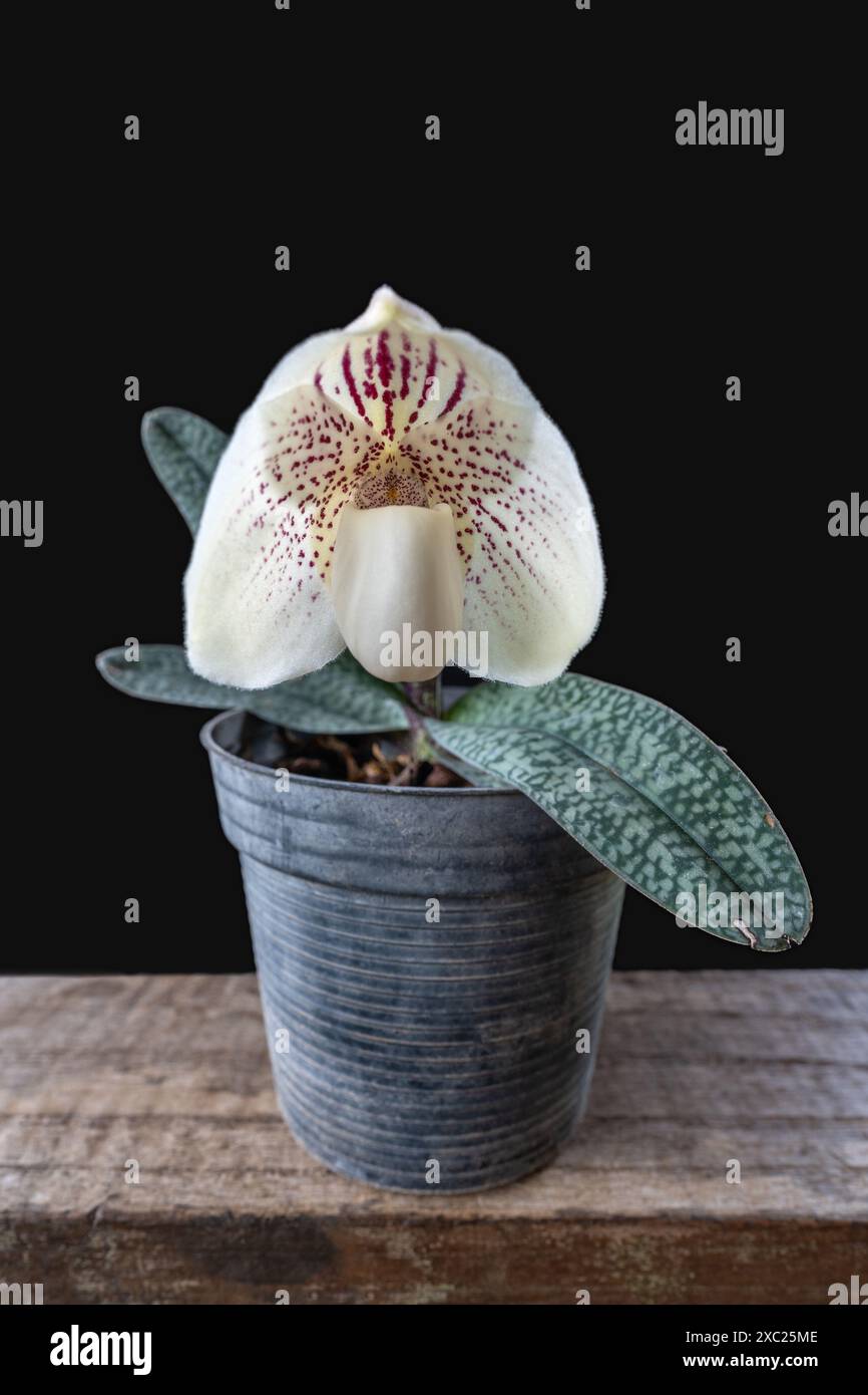 White thong hi-res stock photography and images - Alamy