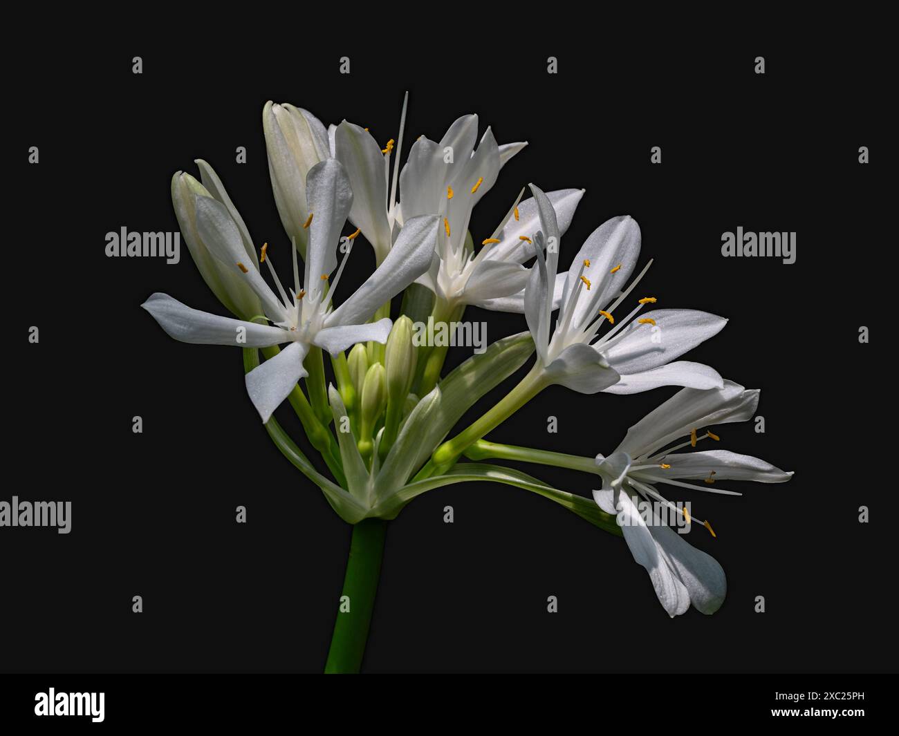 White christmas lily hi-res stock photography and images - Alamy