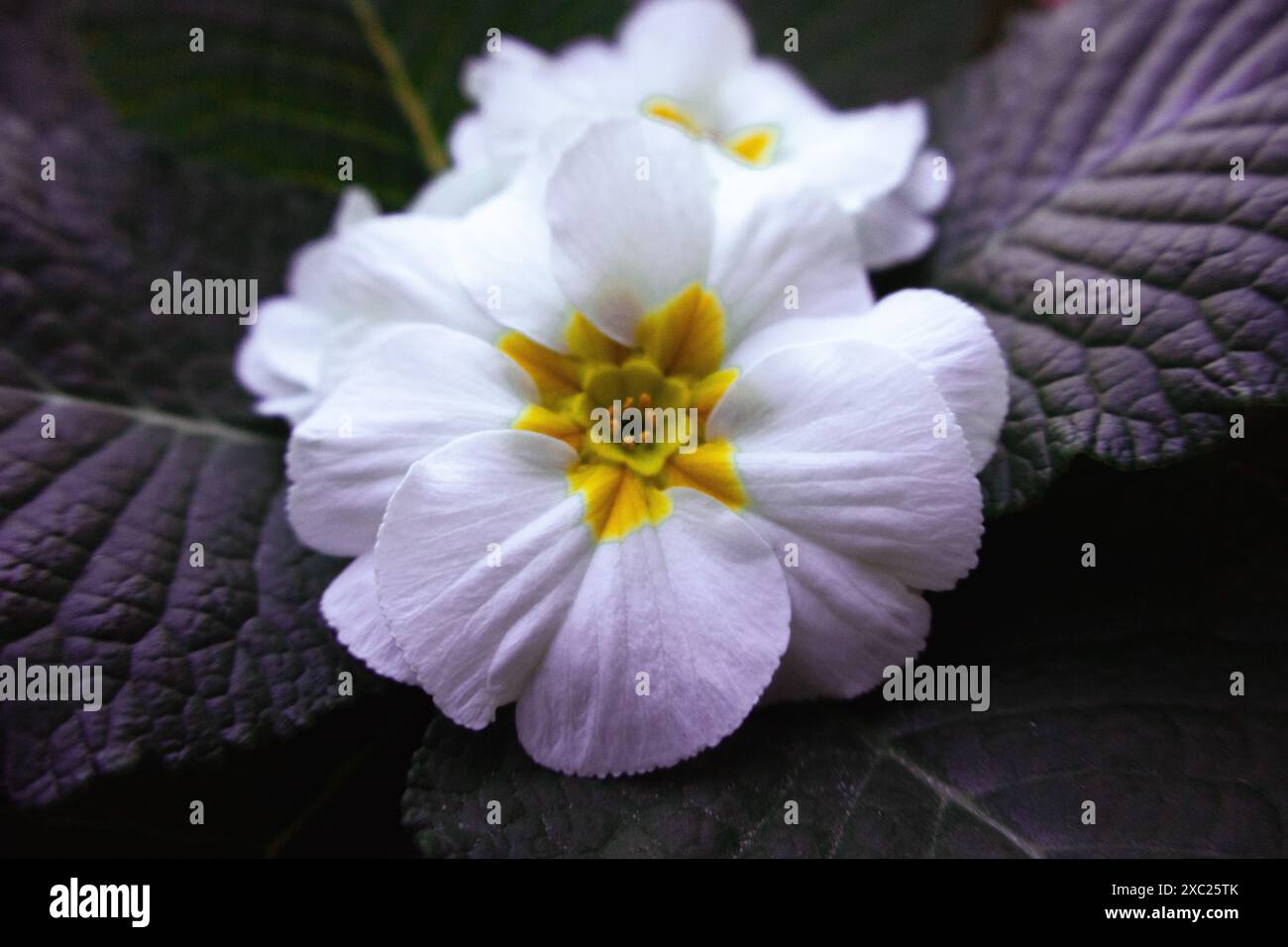 White primrose flowers hi-res stock photography and images - Alamy