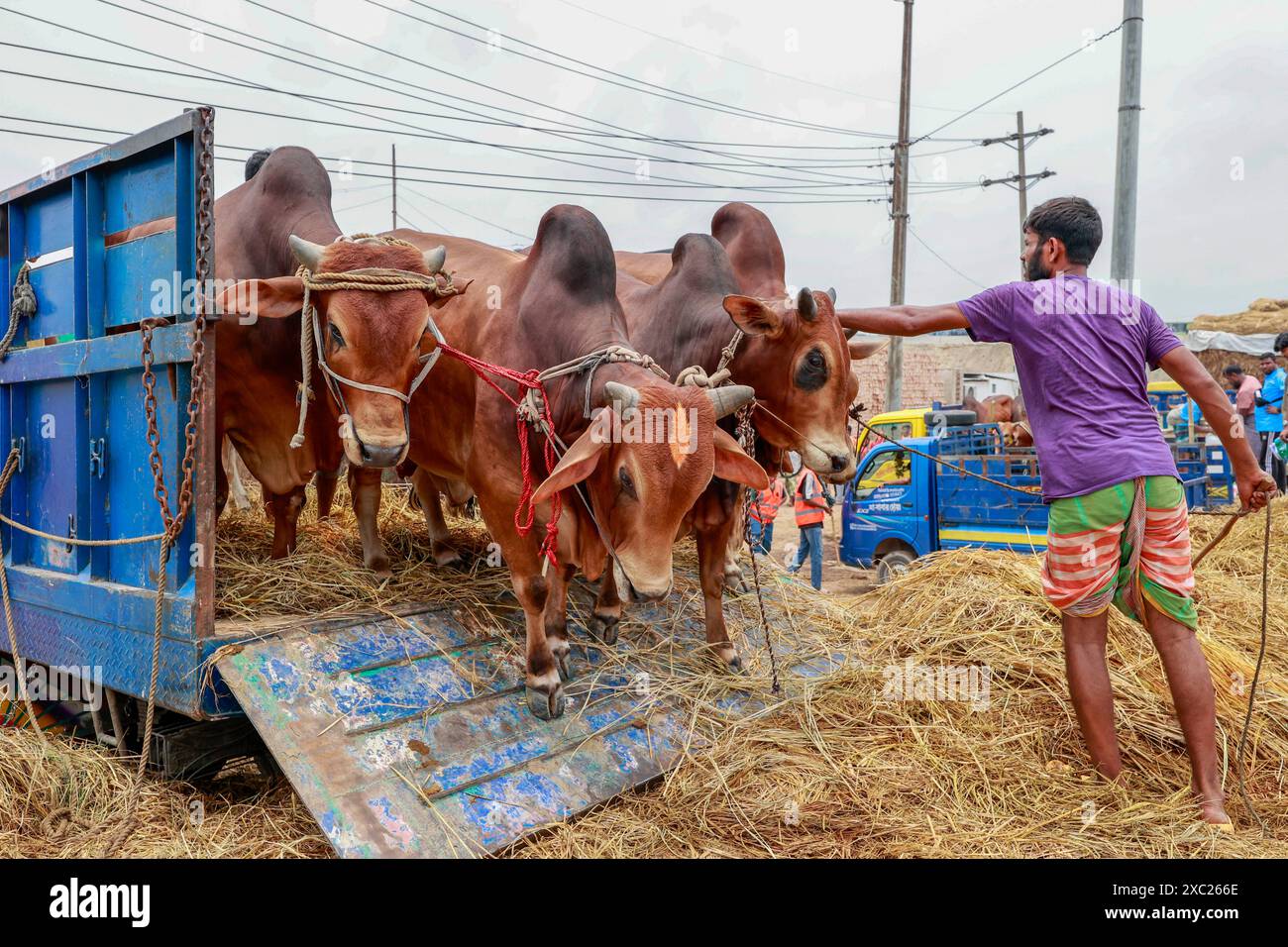 Bangladeshi traders unload a truck of sacrificial animals for the upcoming Eid al-Adha at the ...