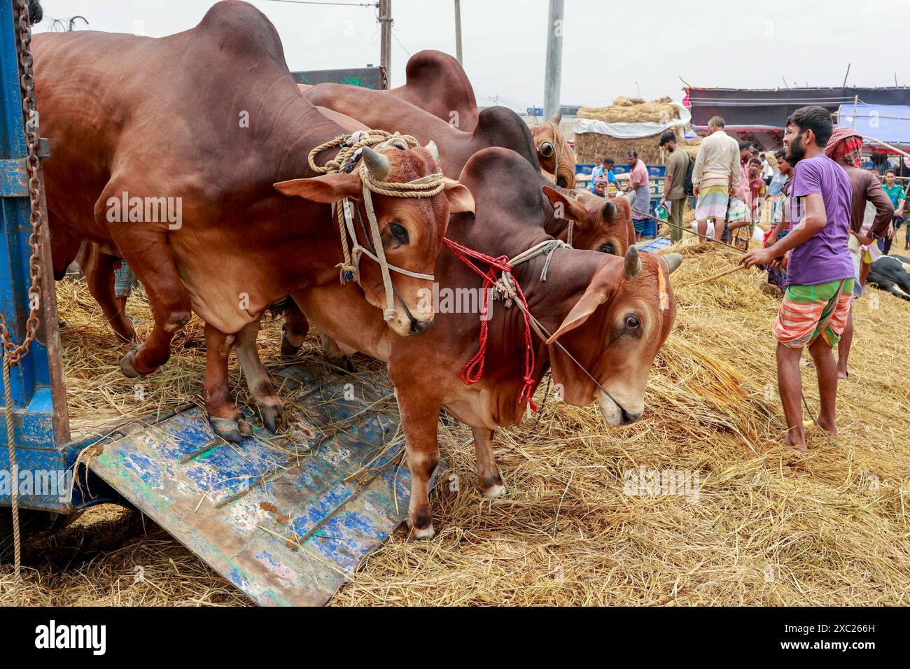 Bangladeshi traders unload a truck of sacrificial animals for the upcoming Eid al-Adha at the ...
