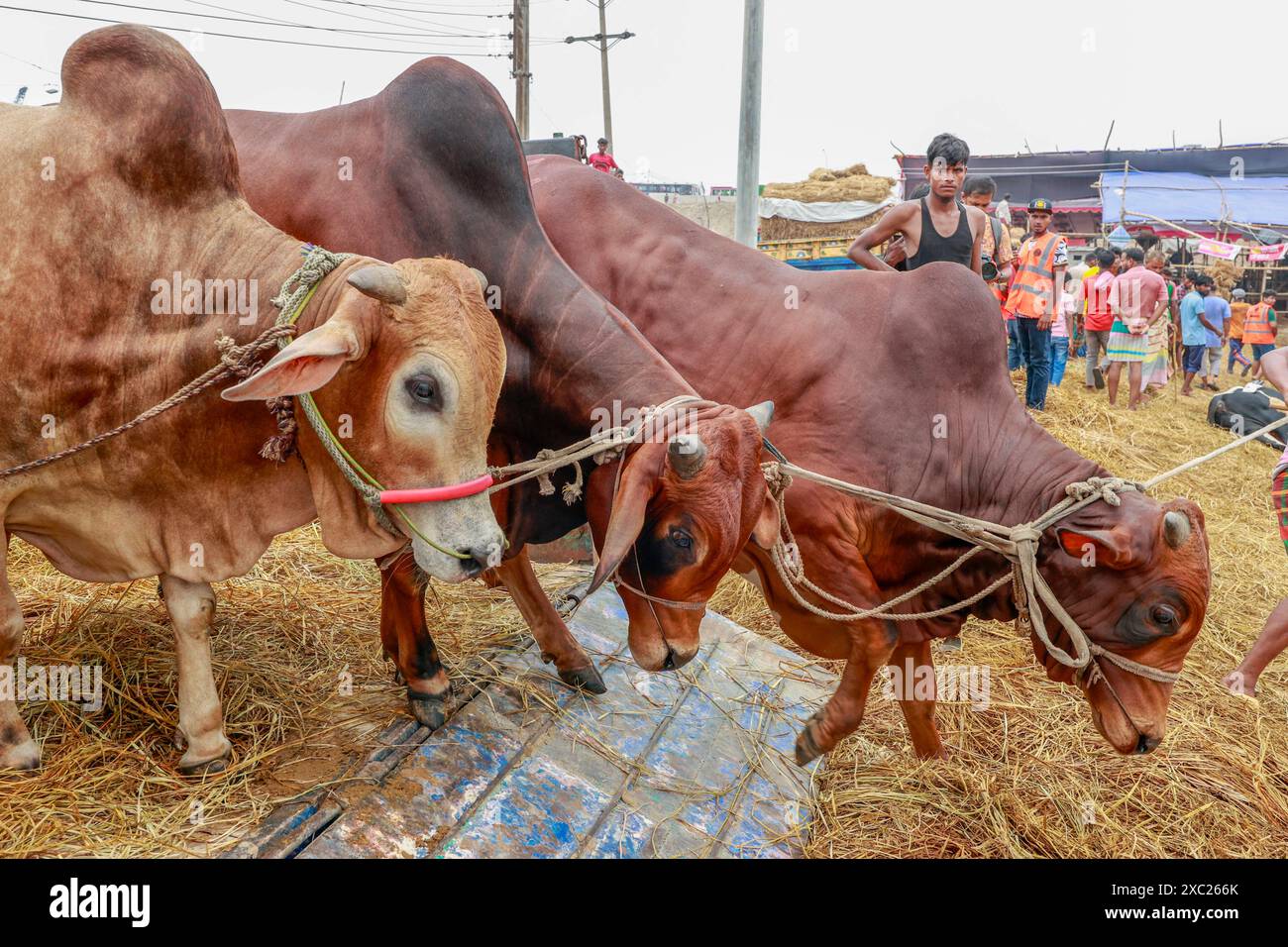 Bangladeshi traders unload a truck of sacrificial animals for the upcoming Eid al-Adha at the ...