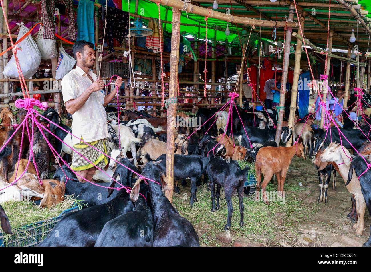 Bangladesh cow market hi-res stock photography and images - Alamy