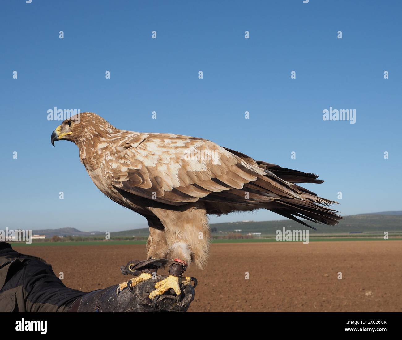 Beautiful specimen of raptor eagle aquila rapax used in falconry on the ...
