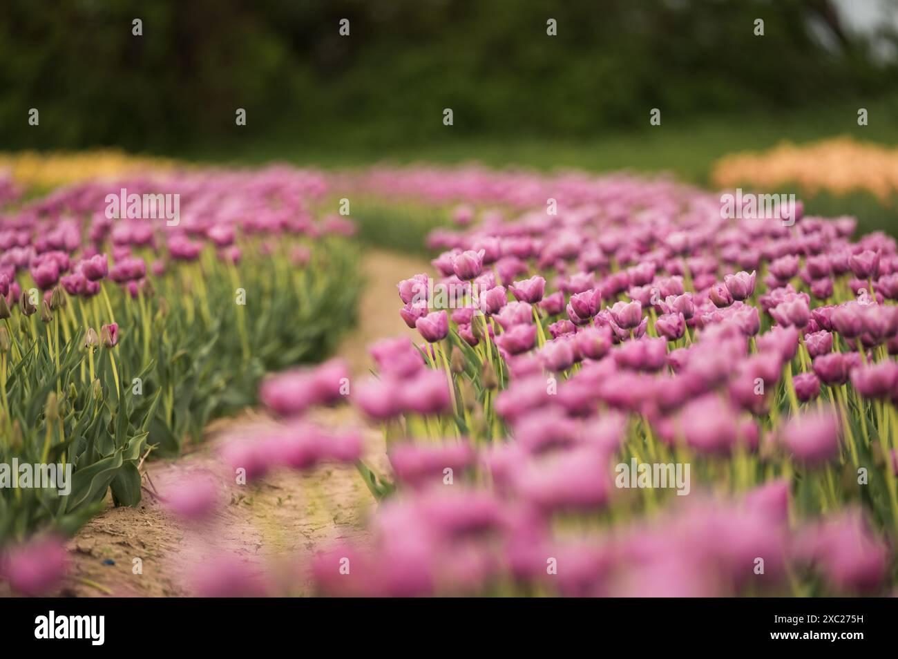 Light purple tulip flower field with a winding path Stock Photo - Alamy