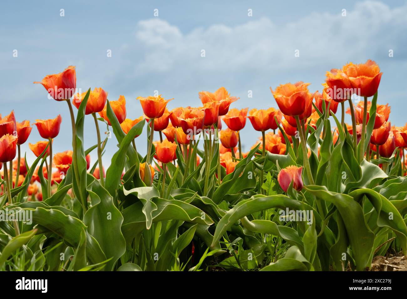 Orange tulips bloom under a bright blue sky with scattered clouds Stock ...