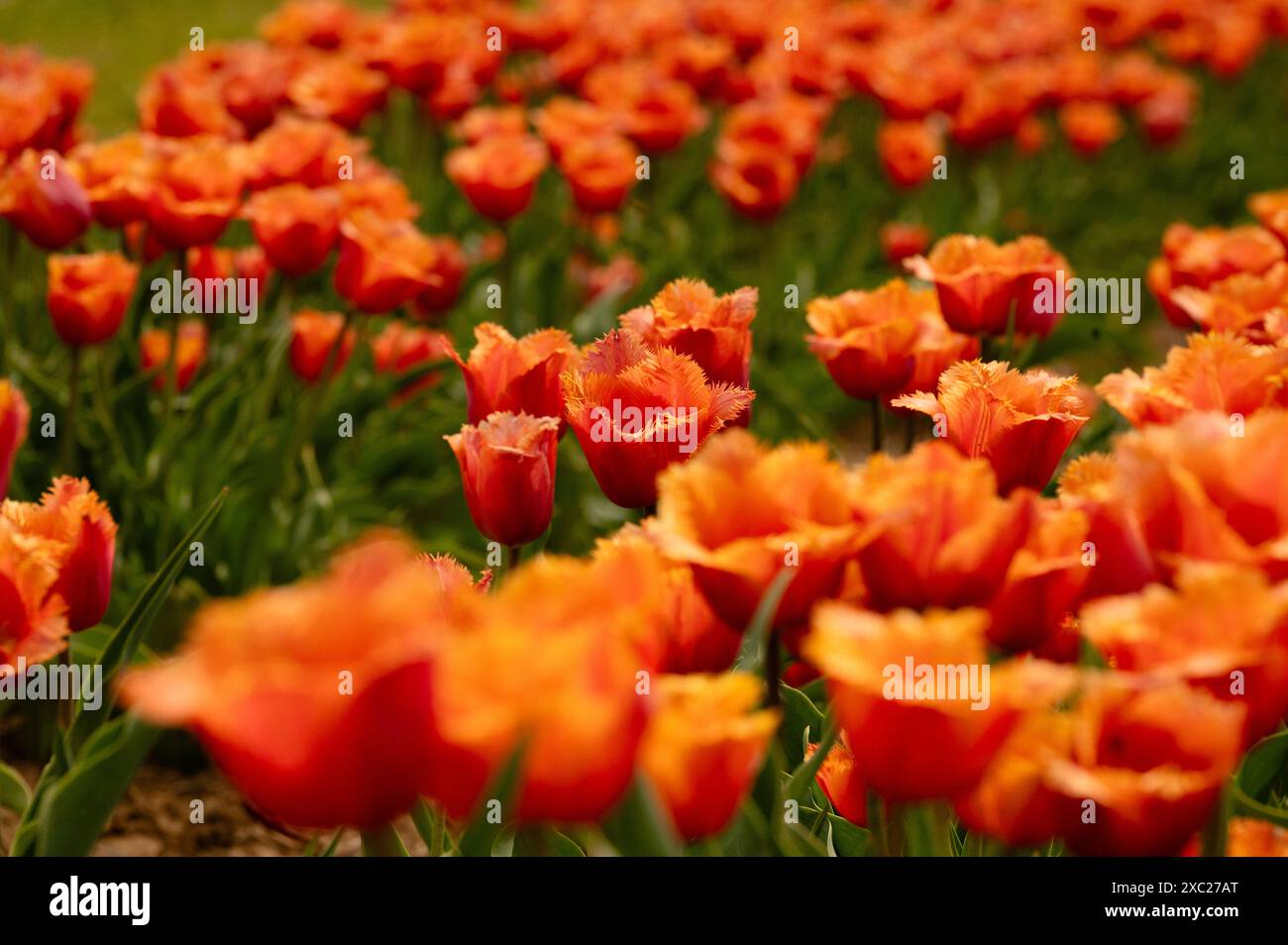Orange-red frilled garden tulip flowers with center focus Stock Photo ...