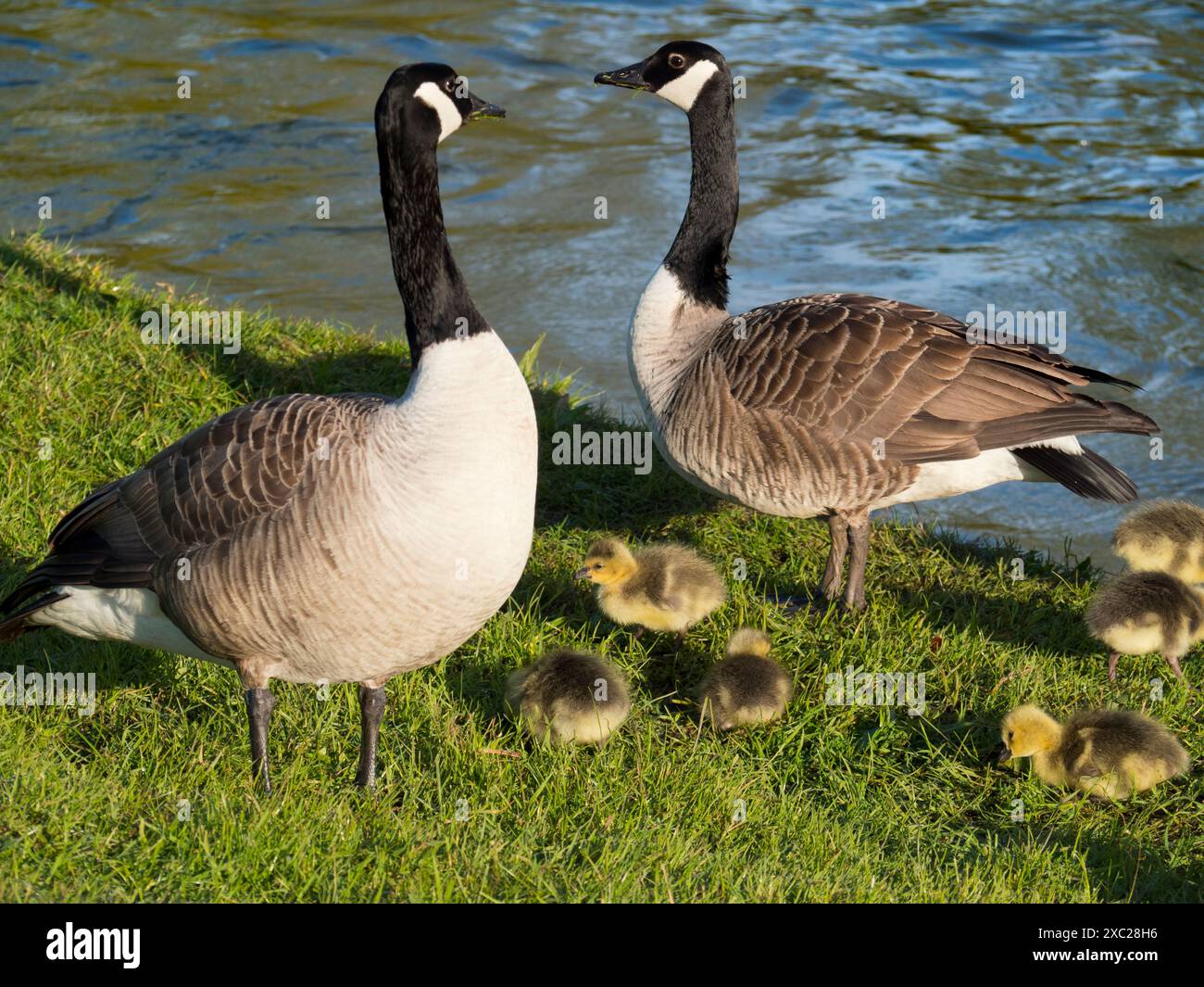 This handsome family of Canada Geese and goslings is strolling along ...