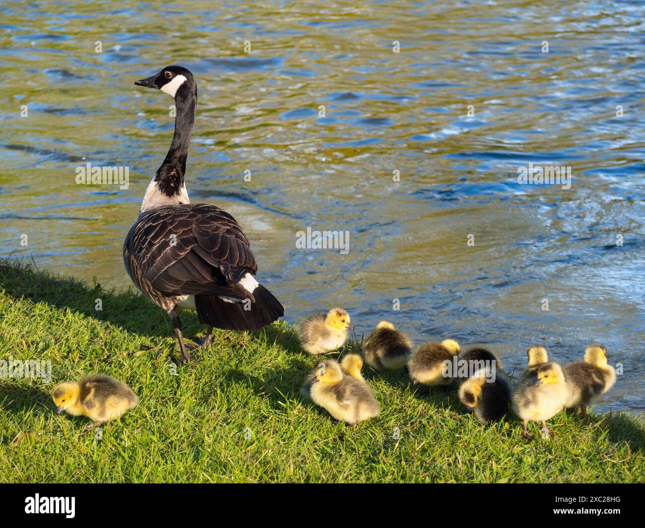 This handsome family of Canada Geese and goslings is strolling along ...