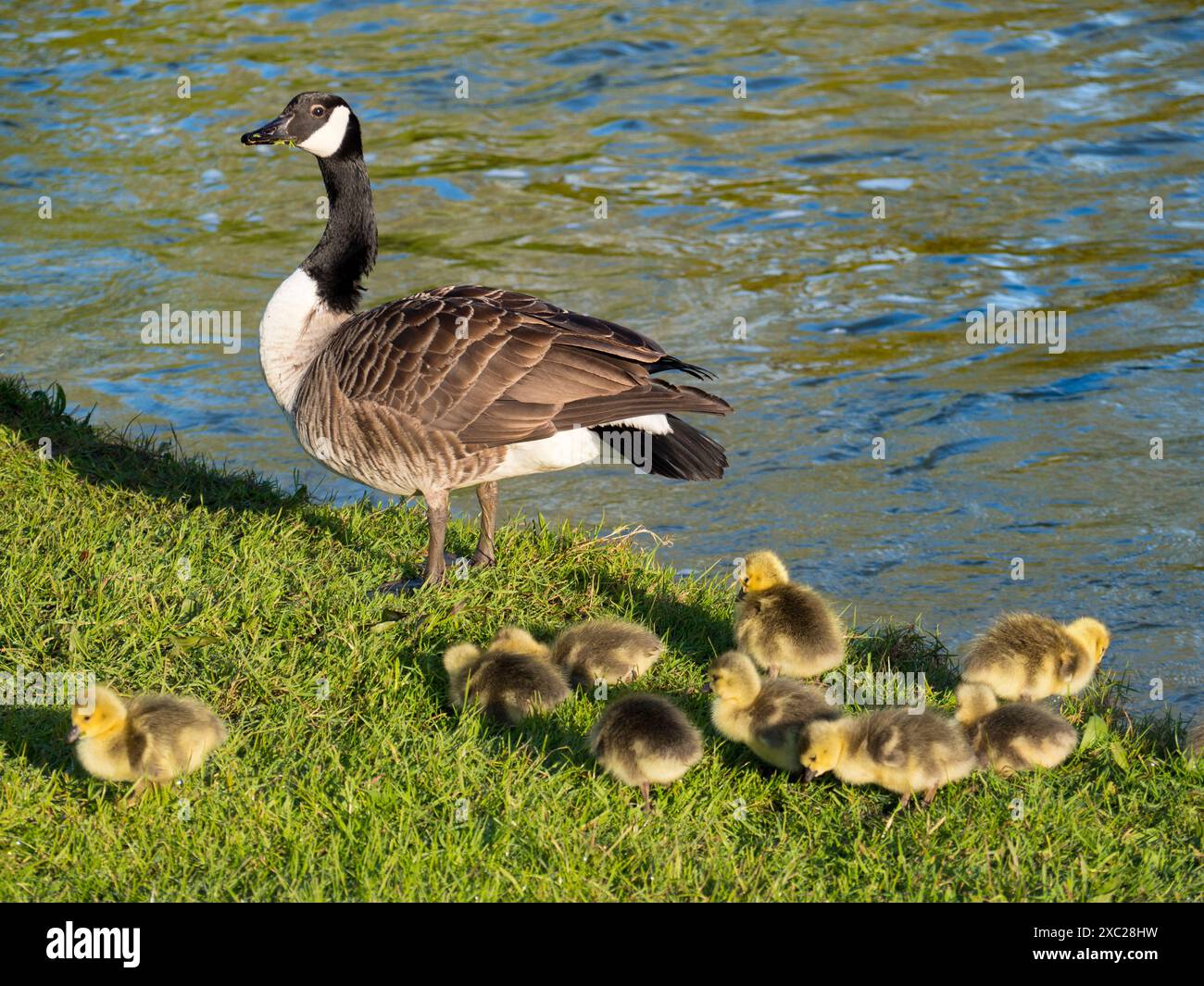 This handsome family of Canada Geese and goslings is strolling along ...