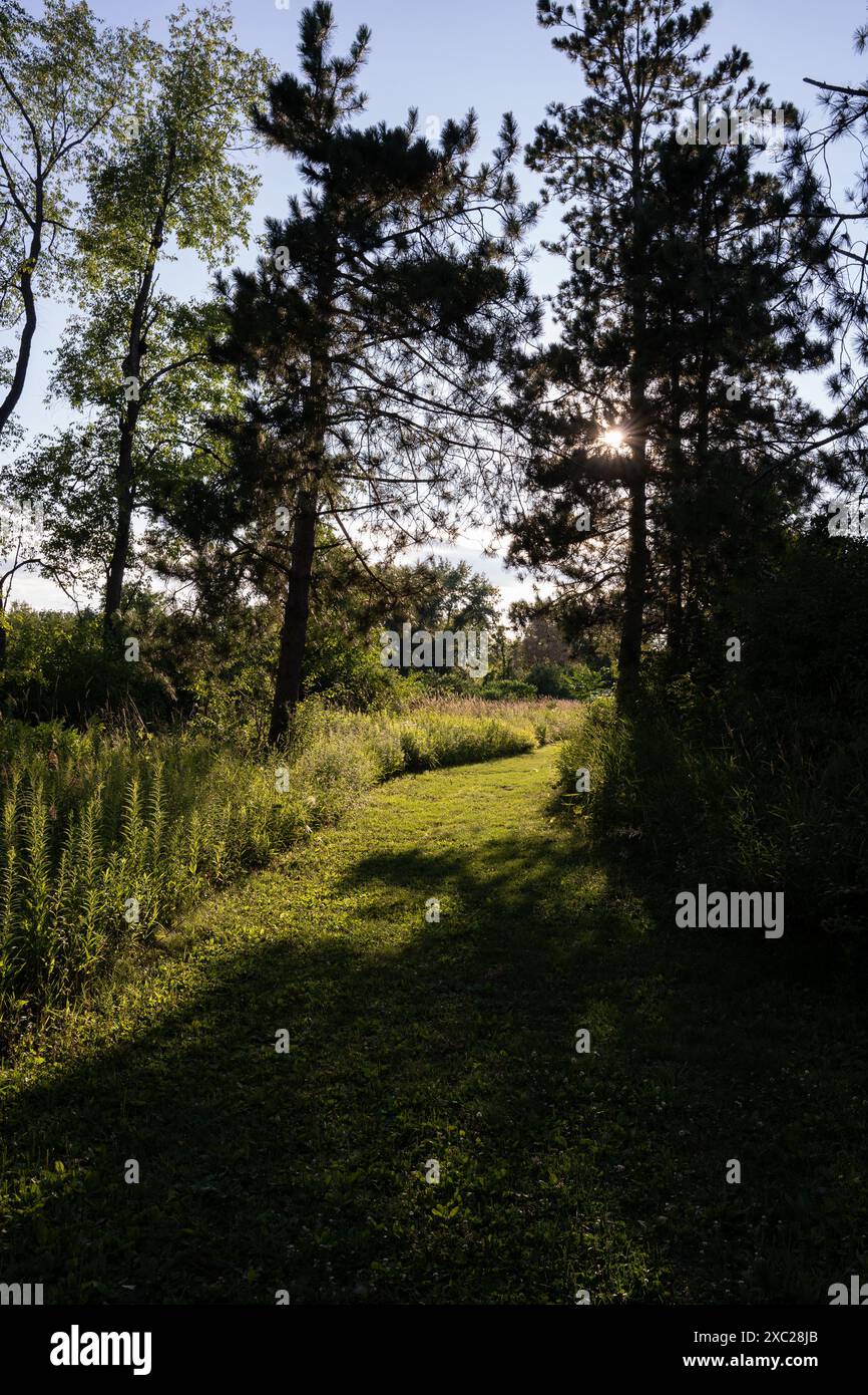 Sunlit forest path with tall trees Stock Photo - Alamy