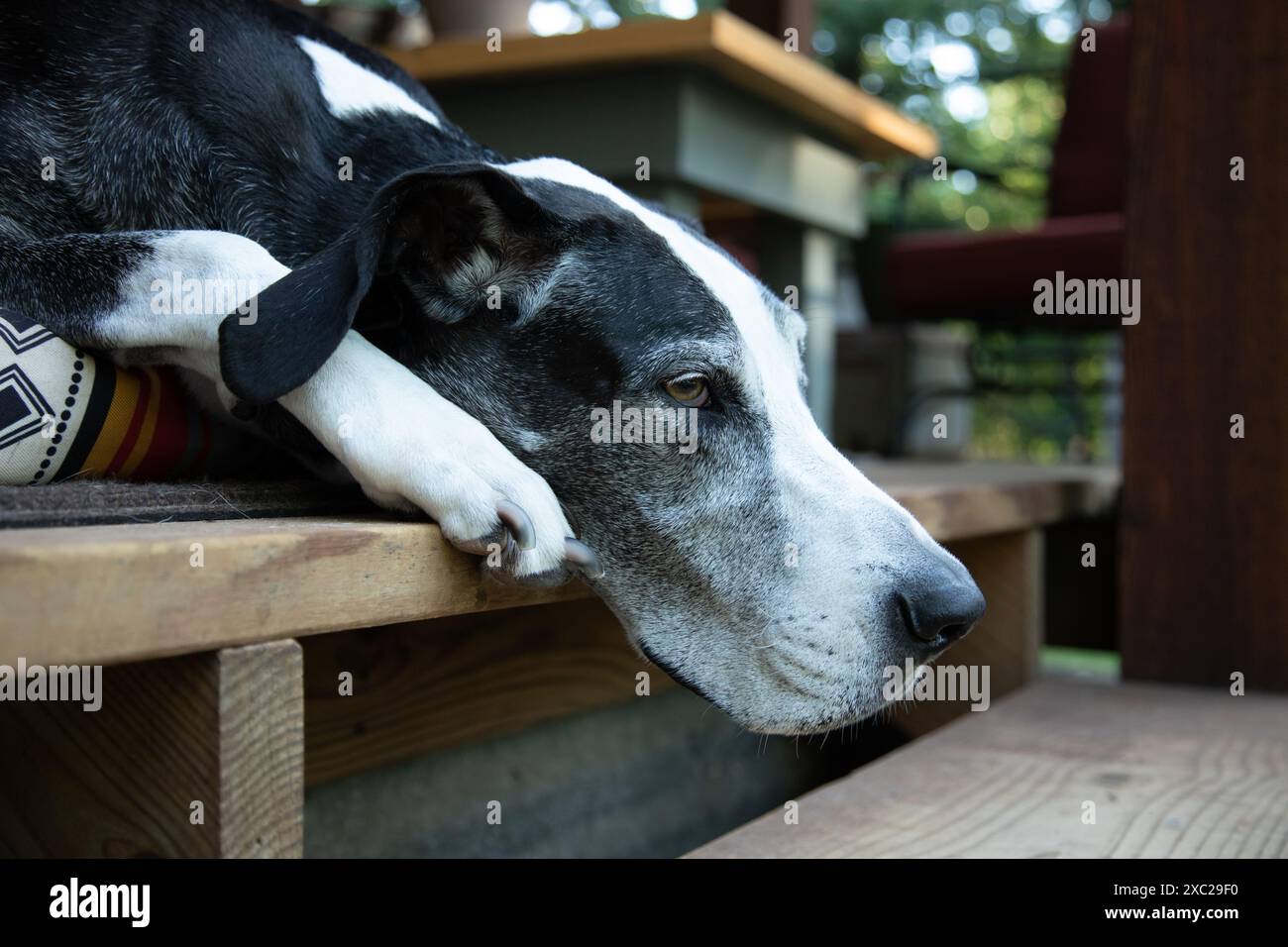Great dane senior resting in her bed on the porch Stock Photo - Alamy