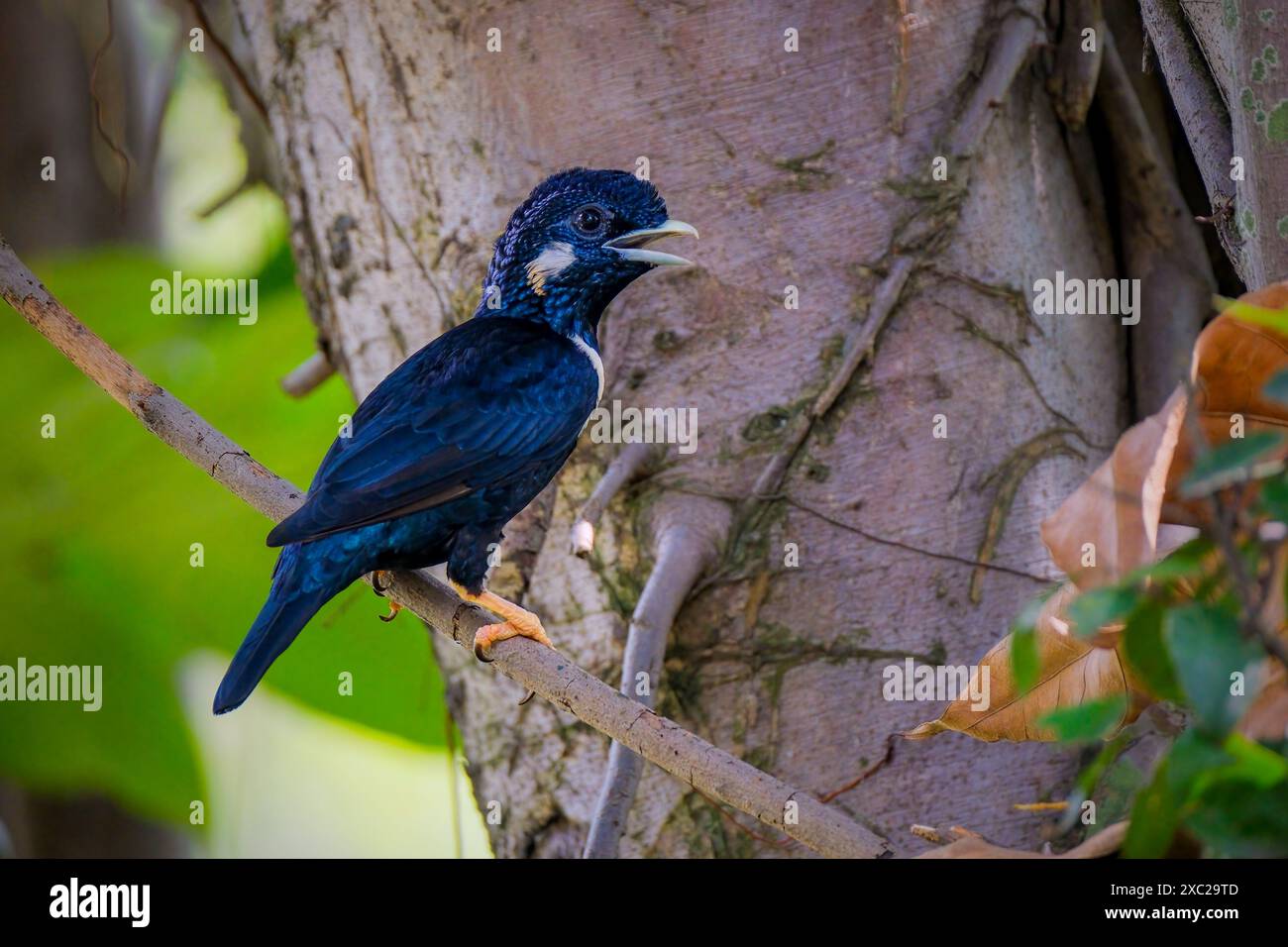 Celebensis hi-res stock photography and images - Alamy
