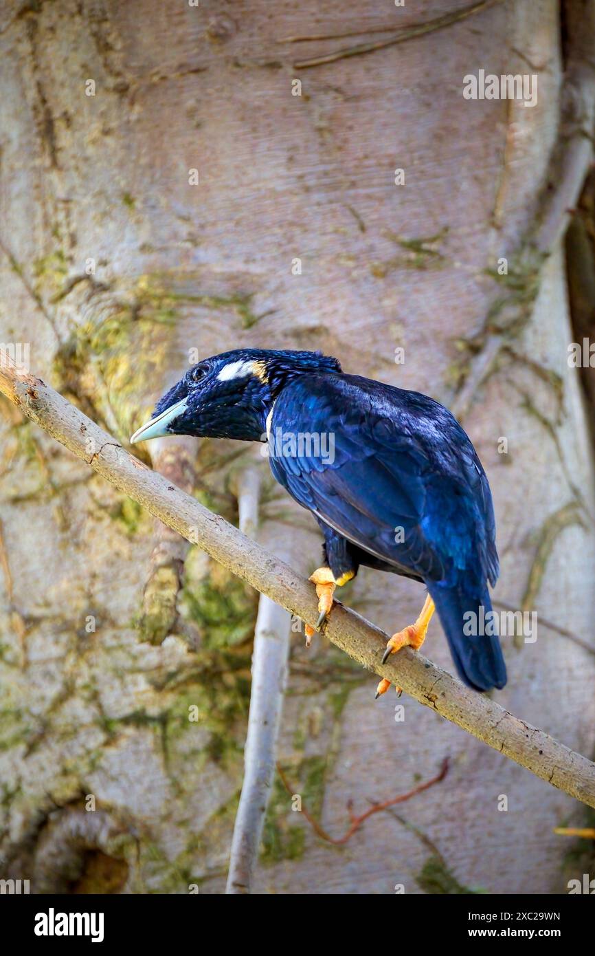 Basilornis celebensis or Sulawesi Myna Stock Photo - Alamy