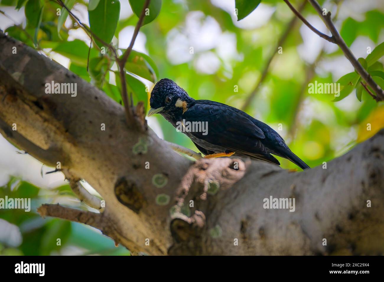 Basilornis celebensis hi-res stock photography and images - Alamy