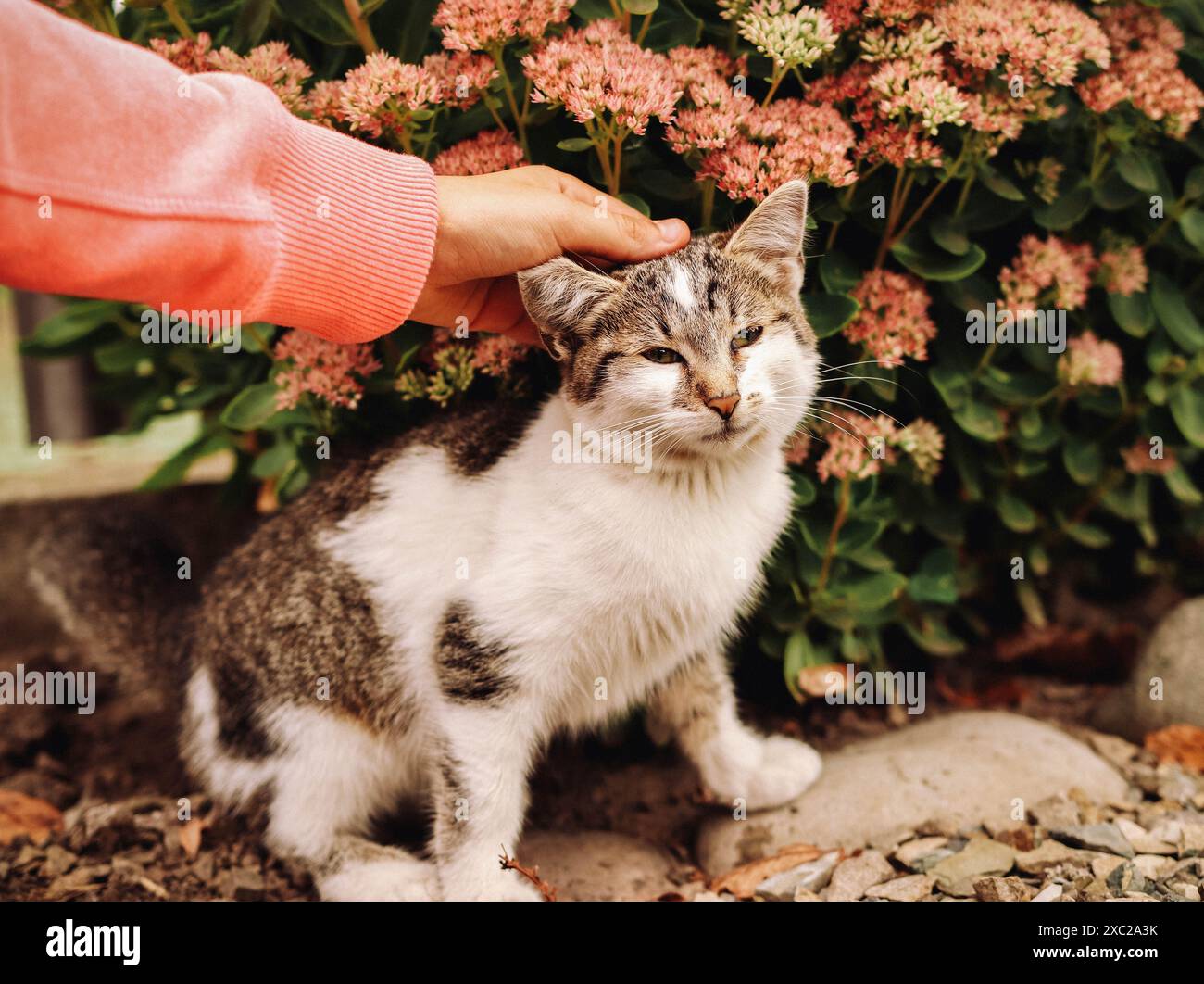 Happy child and happy cat Stock Photo - Alamy
