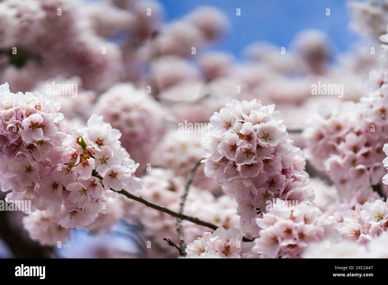 Pink cherry blossom in full bloom in Washington state Stock Photo - Alamy
