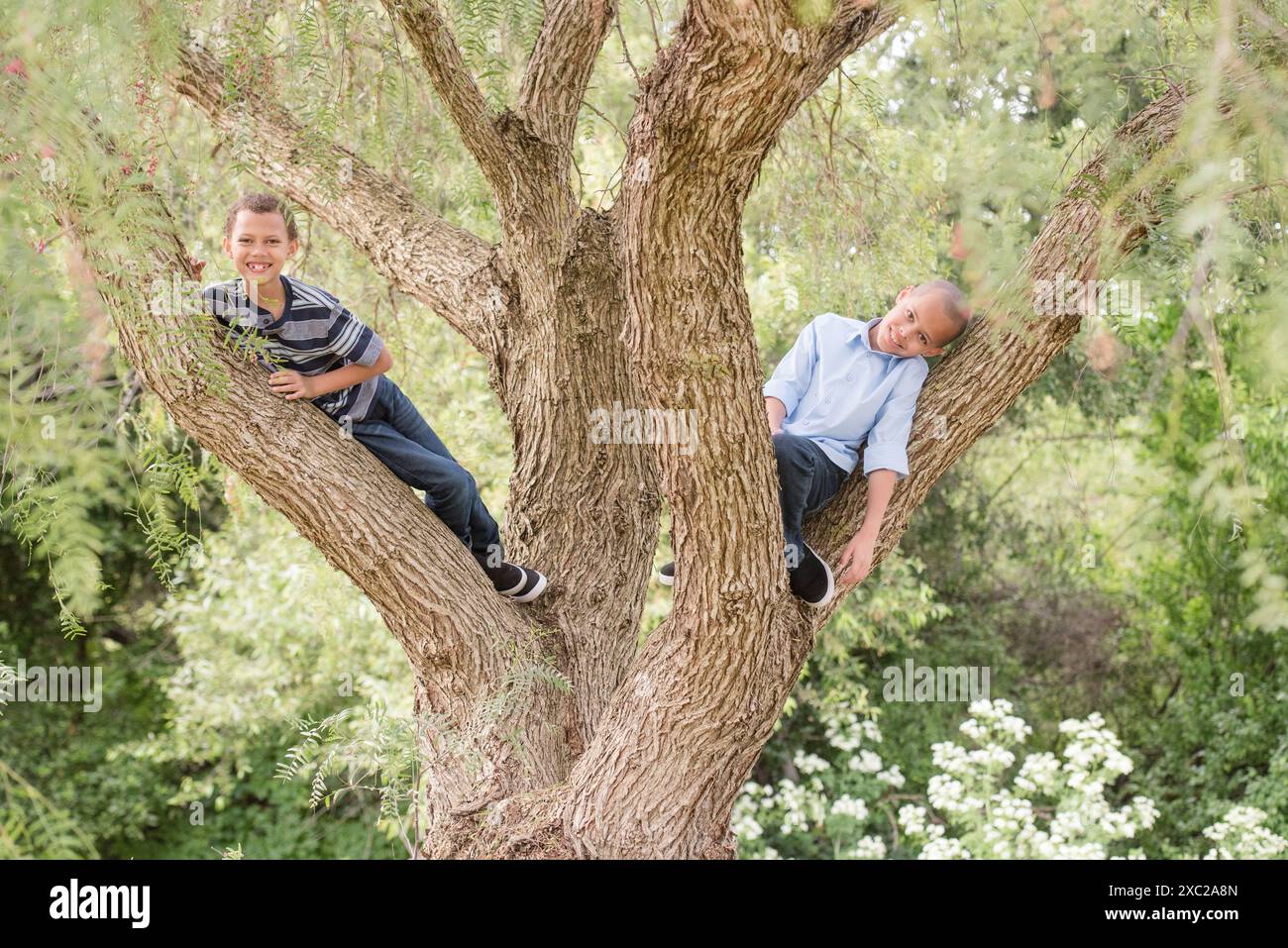Two boys in a tree laughing and smiling Stock Photo - Alamy