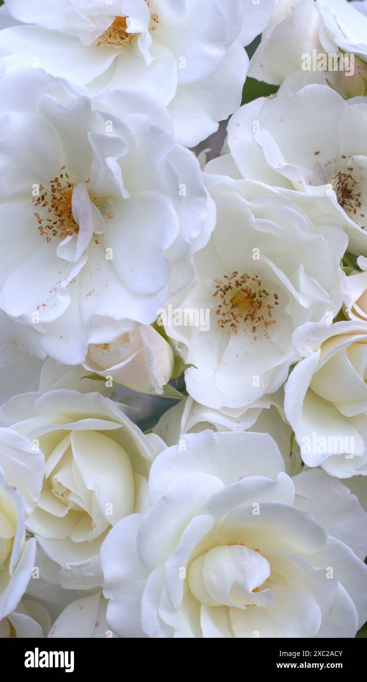 delicate white roses in full bloom, vertical floral background ...