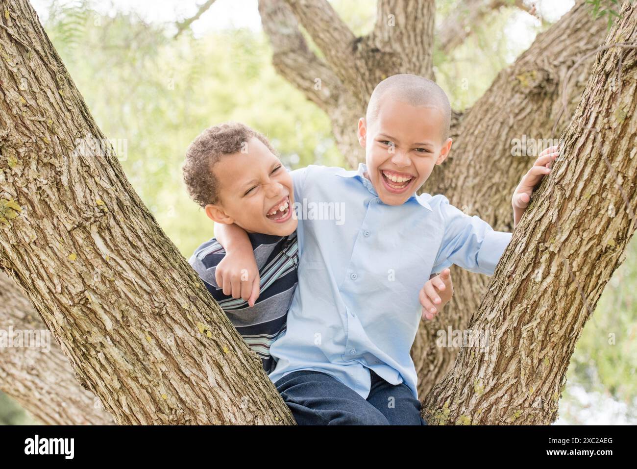Laughing Brothers playing in tree together Stock Photo - Alamy